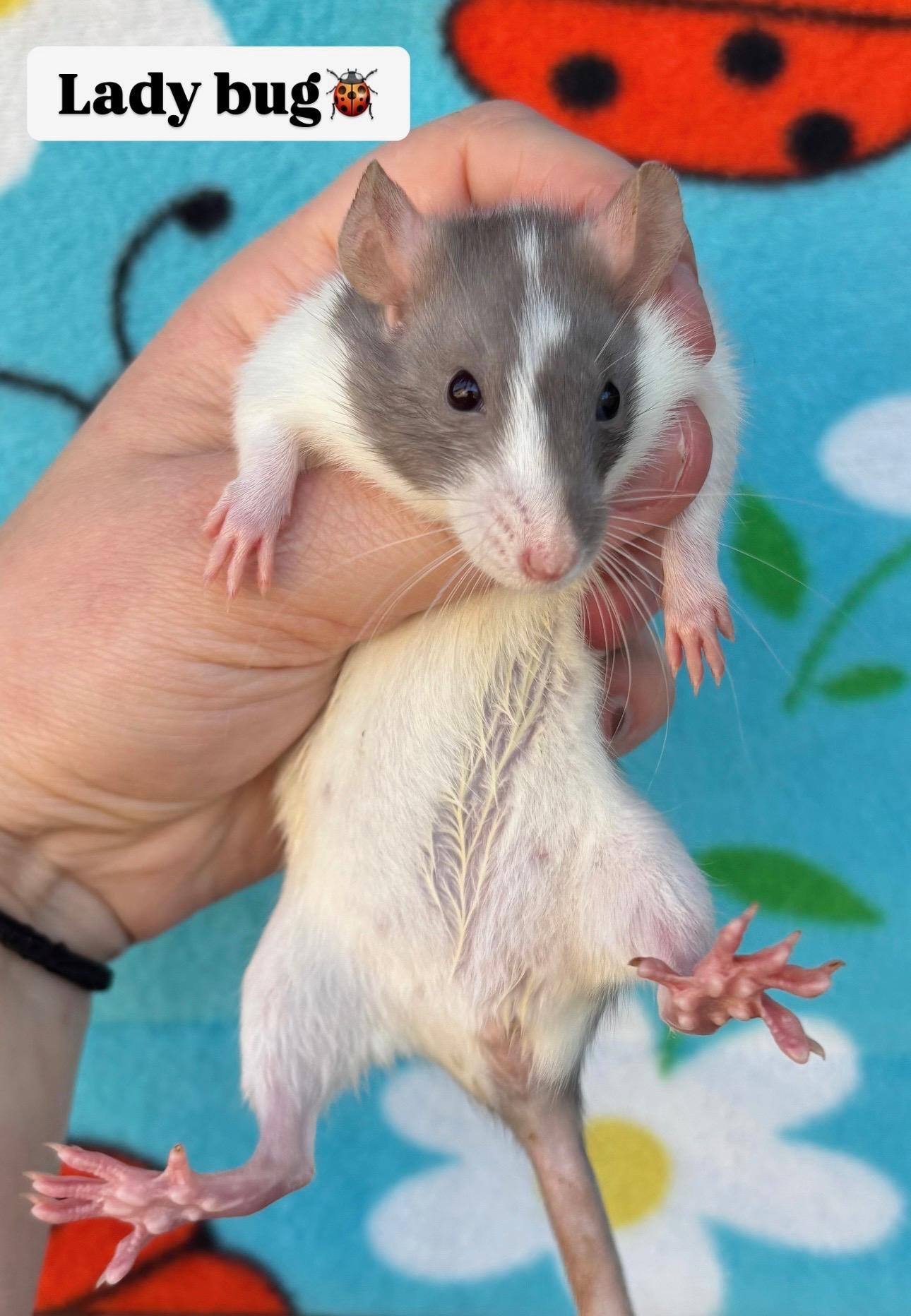 Rat for adoption - Butterfly, Cicadia, June Bug, Pupa and Lady Bug, a ...