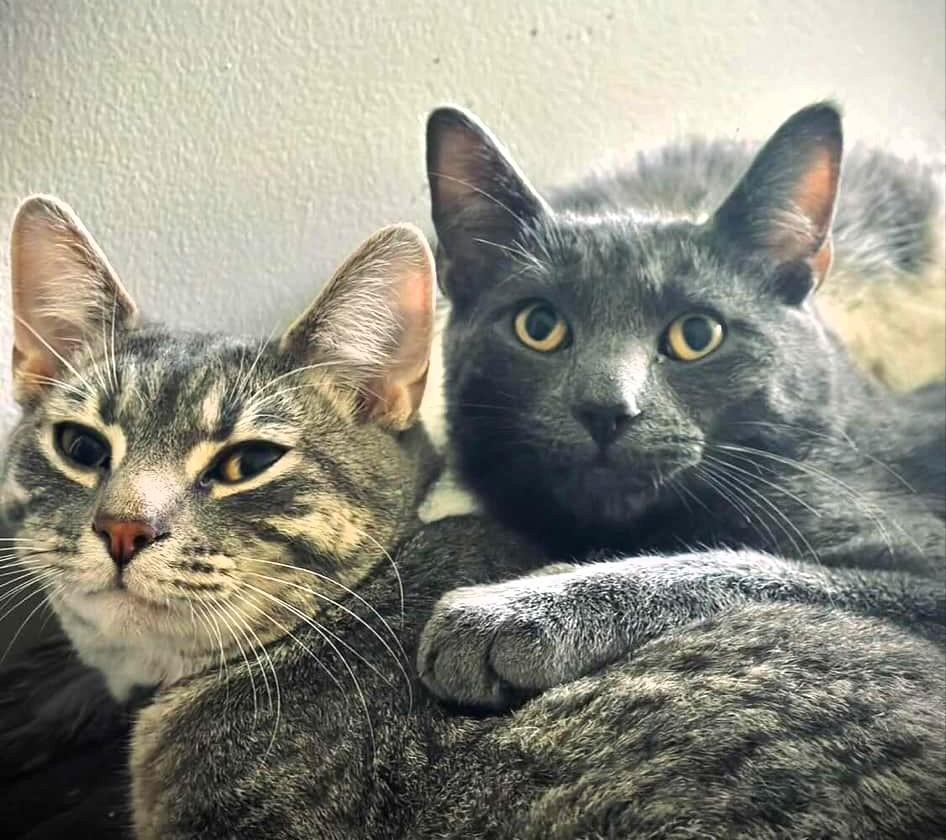 Cat for adoption - Smokey & Tabby, a Russian Blue & Domestic Short Hair ...