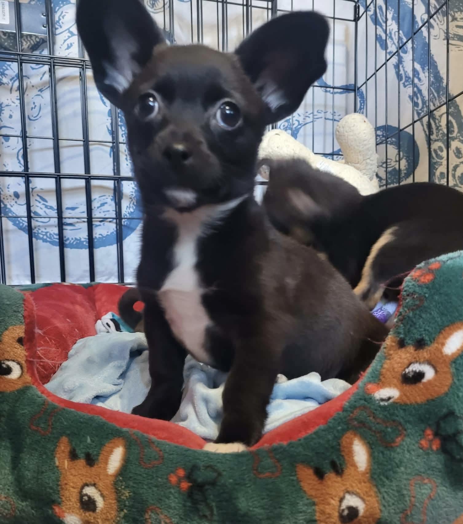 Swirly - Adoptable Pet | Petfinder | Petfinder