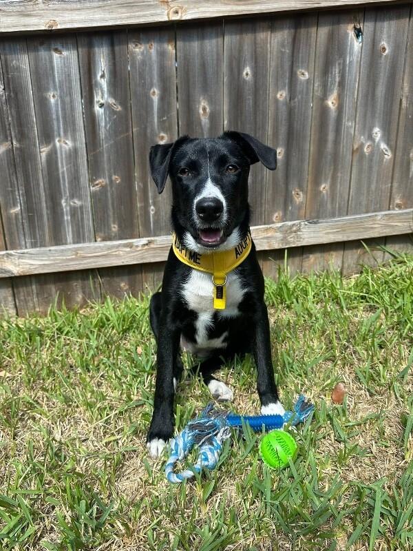 Dog for adoption - Dora the Explorer, a Pit Bull Terrier & Labrador ...