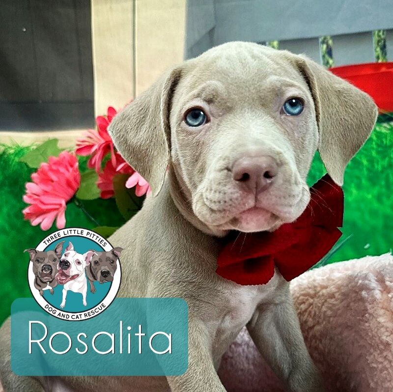 Dog for adoption - Rosalita Goonies, a Labrador Retriever ...