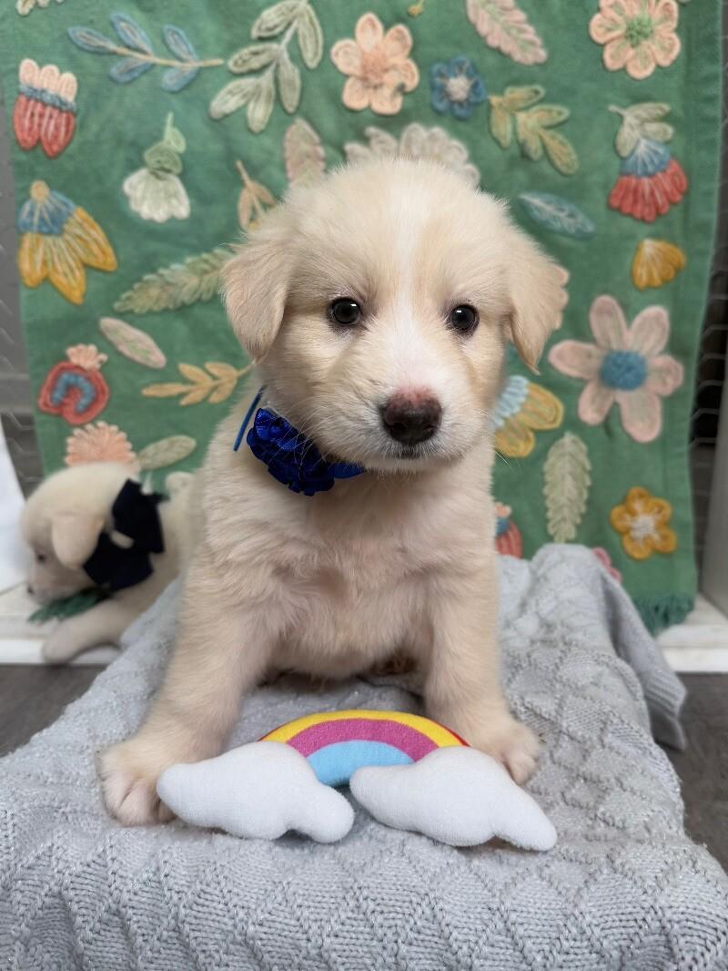 Dog for adoption - Milo Jensen, a Labrador Retriever & Great Pyrenees ...