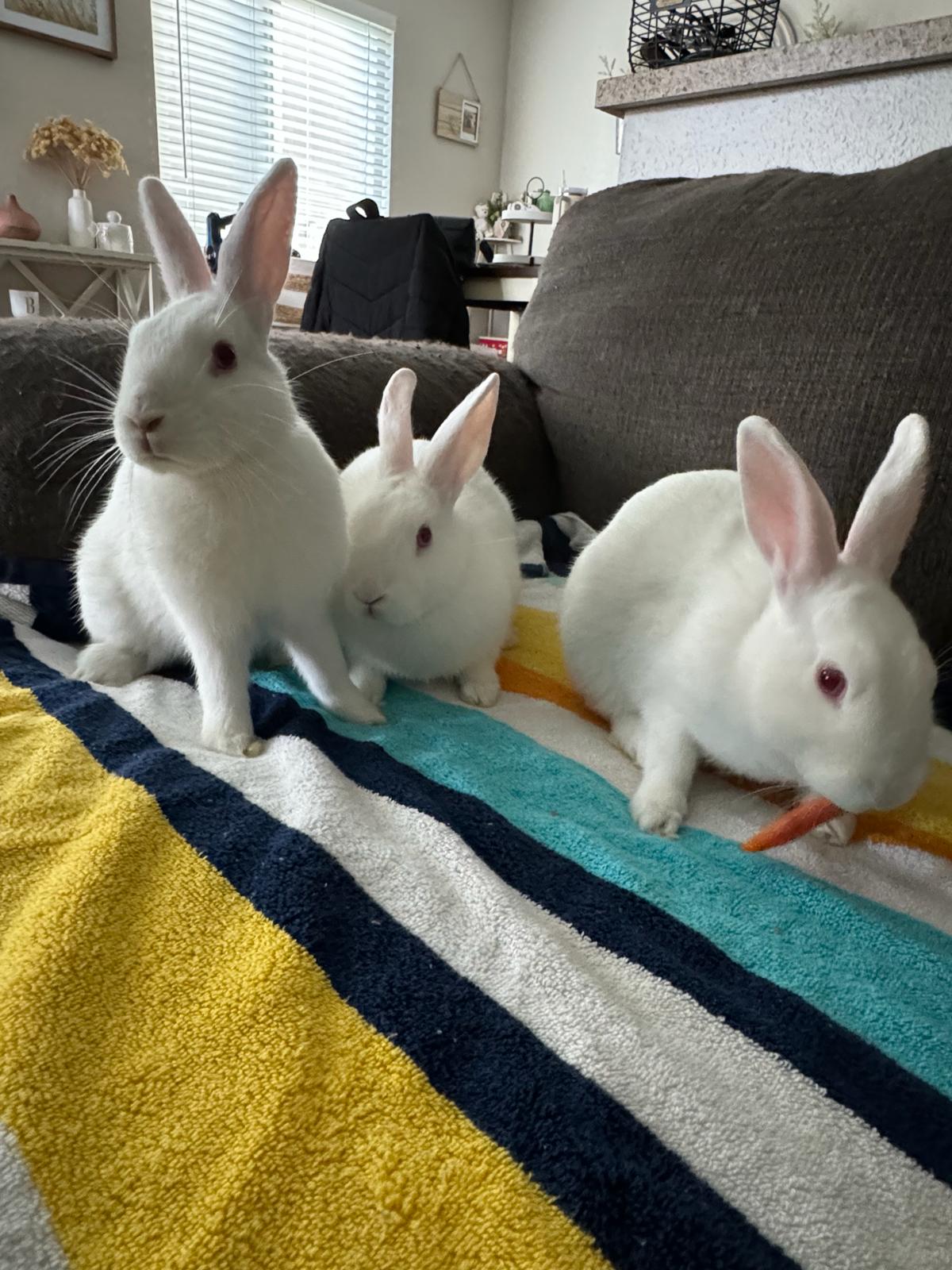 Rabbit for adoption - Halo & Hopper & Harry, a Bunny Rabbit in ...