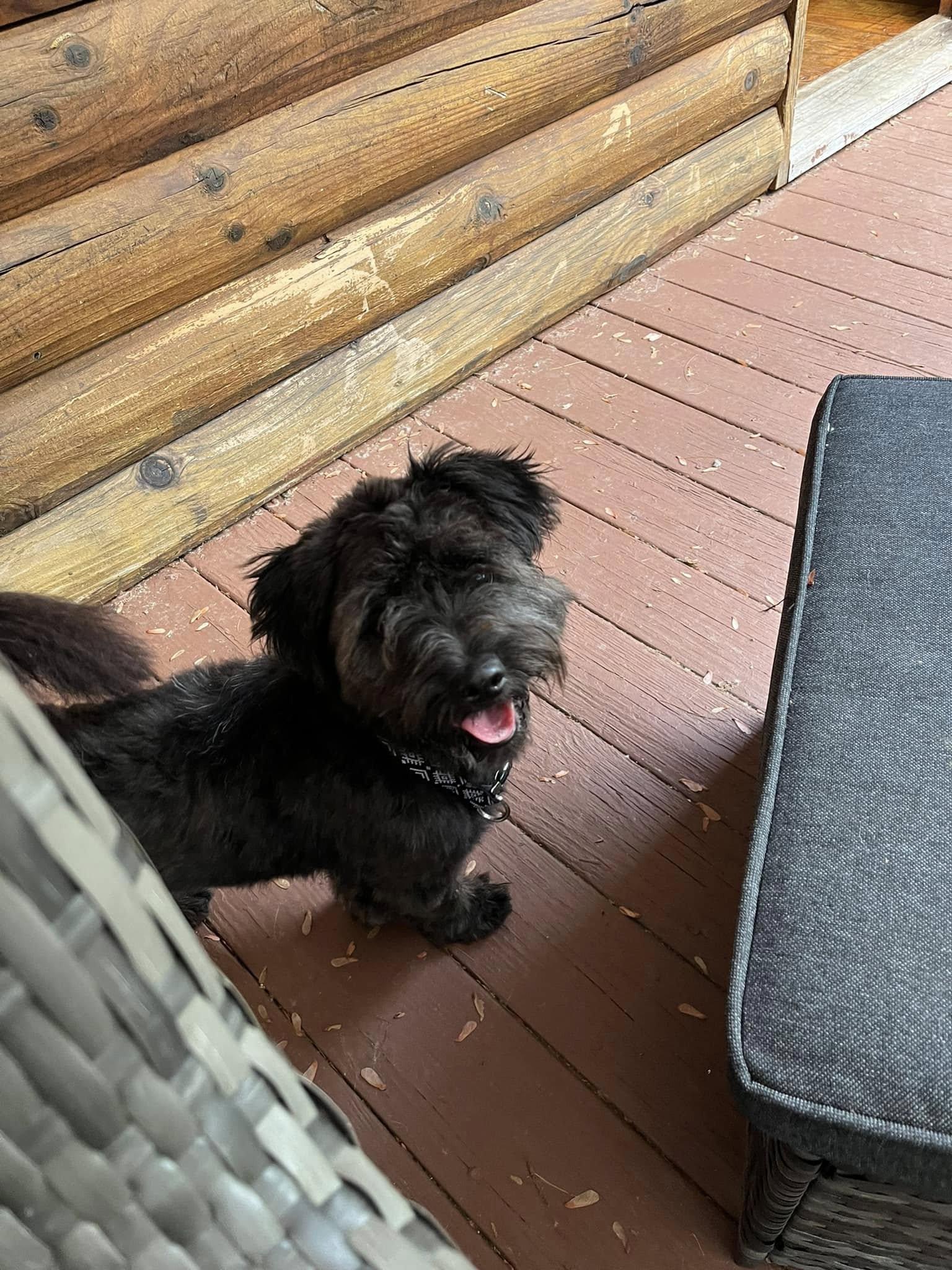 Dog for adoption - Manny, a Miniature Schnauzer Mix in Greenwich, NY ...