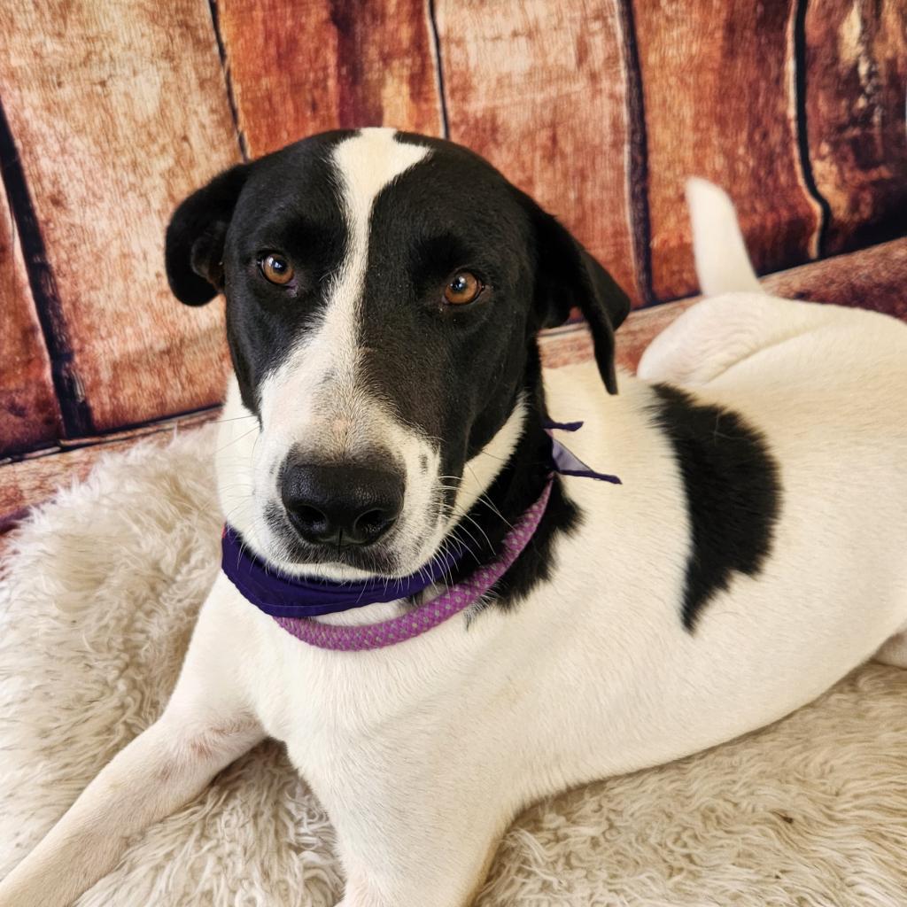 Dog for adoption - Arika JuM/AG, a Pointer & Cattle Dog Mix in Blue ...