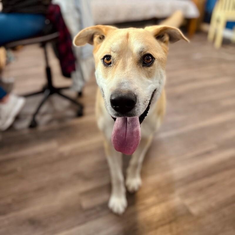 Dog for adoption - Buster Bear AKA BUSTA Move Kid Friendly Man's Best ...