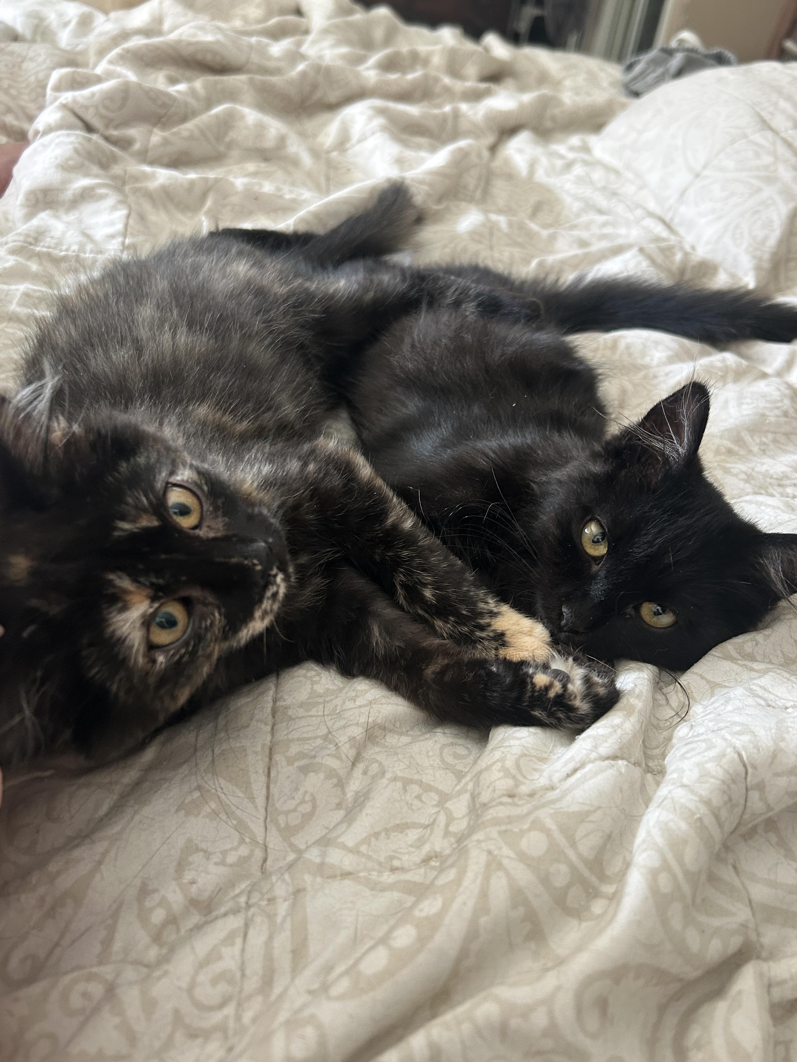 Cat for adoption - Flora and Jinu, a Domestic Medium Hair in Vernal, UT ...