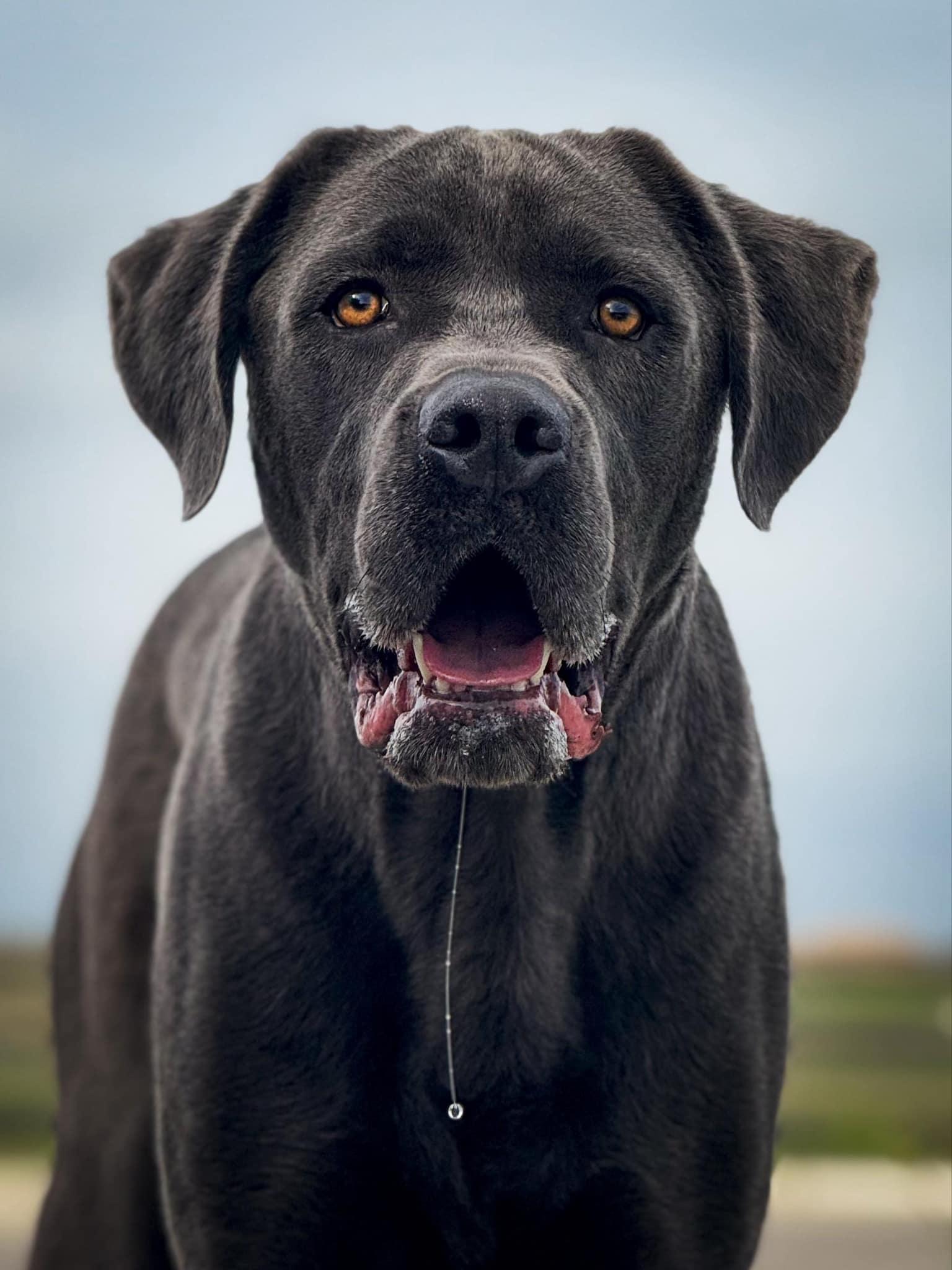 Dog for adoption - Charlie, a Cane Corso & Great Dane Mix in Austin, TX ...