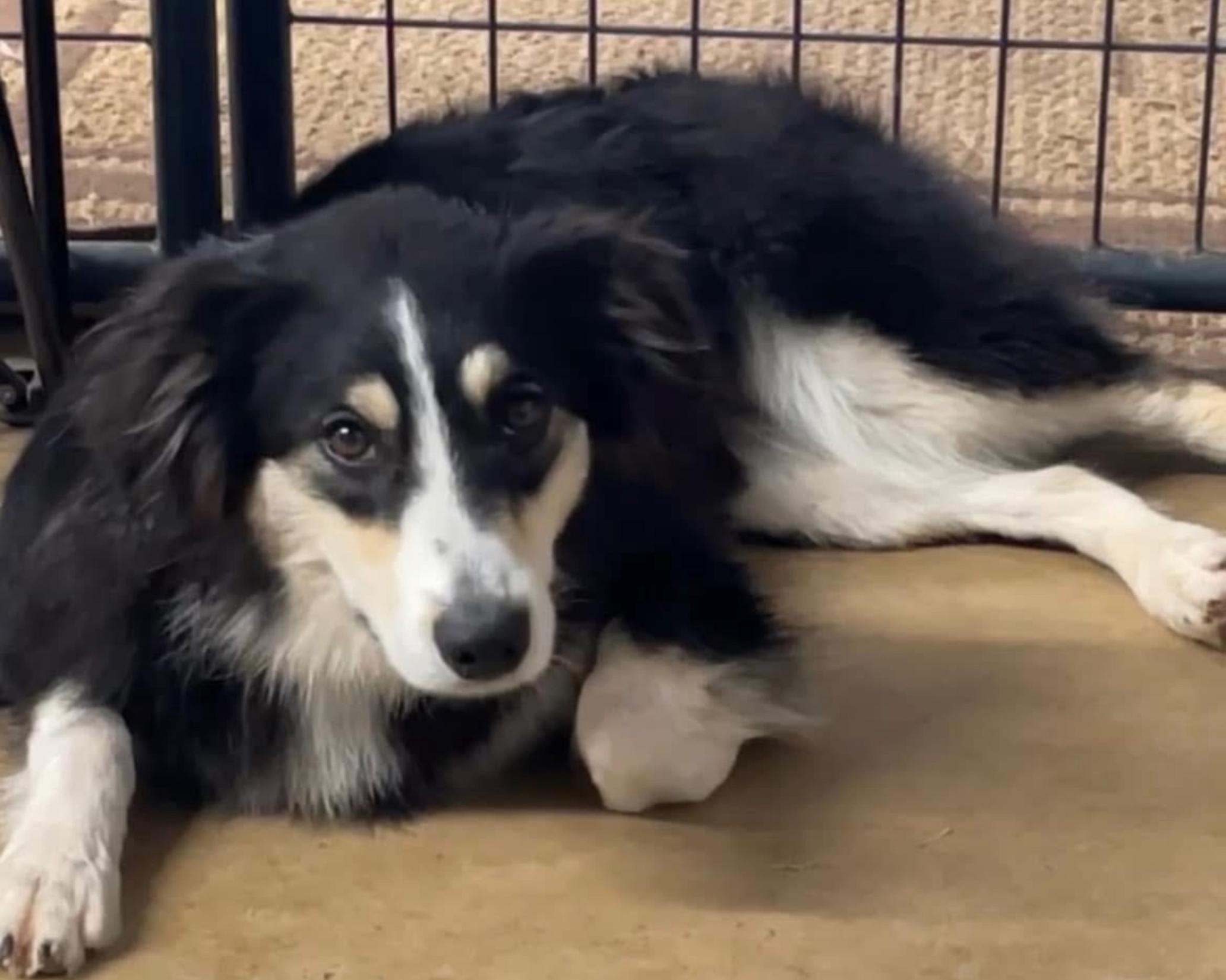 Dog for adoption - Allie, an Australian Shepherd in East Hartford, CT ...