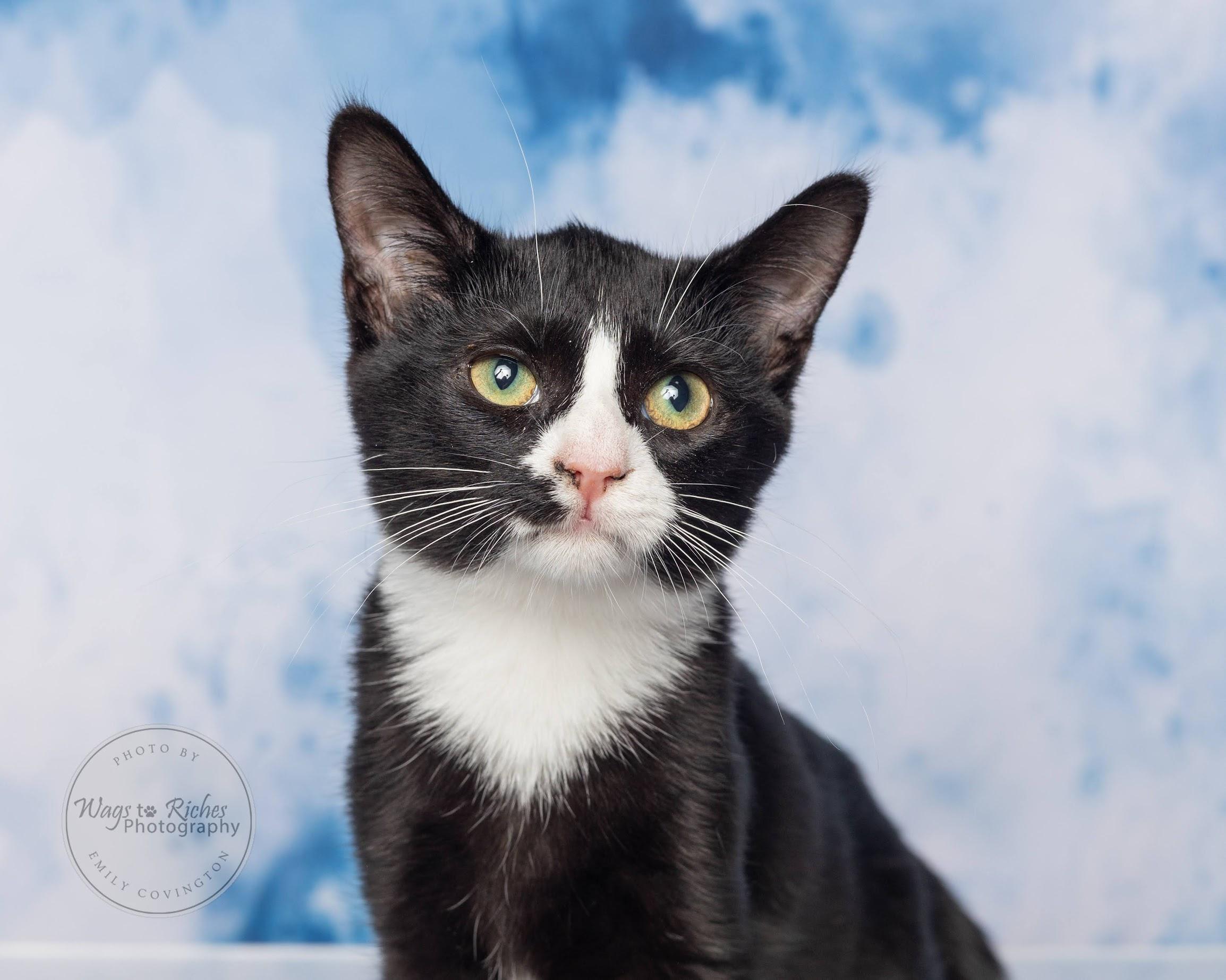 Cat for adoption - Dena, a Domestic Short Hair & Tuxedo Mix in East Providence, RI | Petfinder