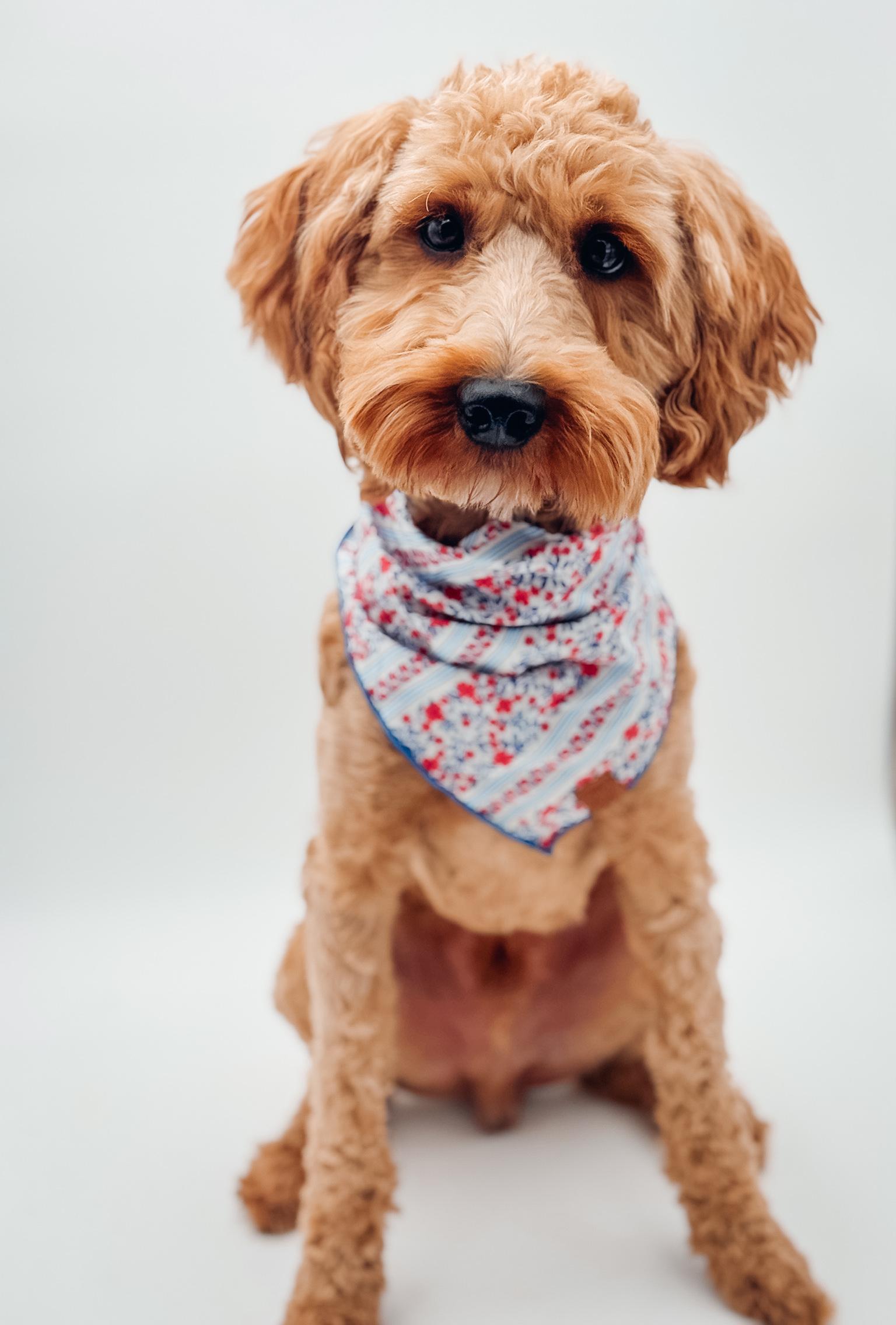 Dog for adoption - Grover *PENDING ADOPTION*, a Goldendoodle in Atlanta ...
