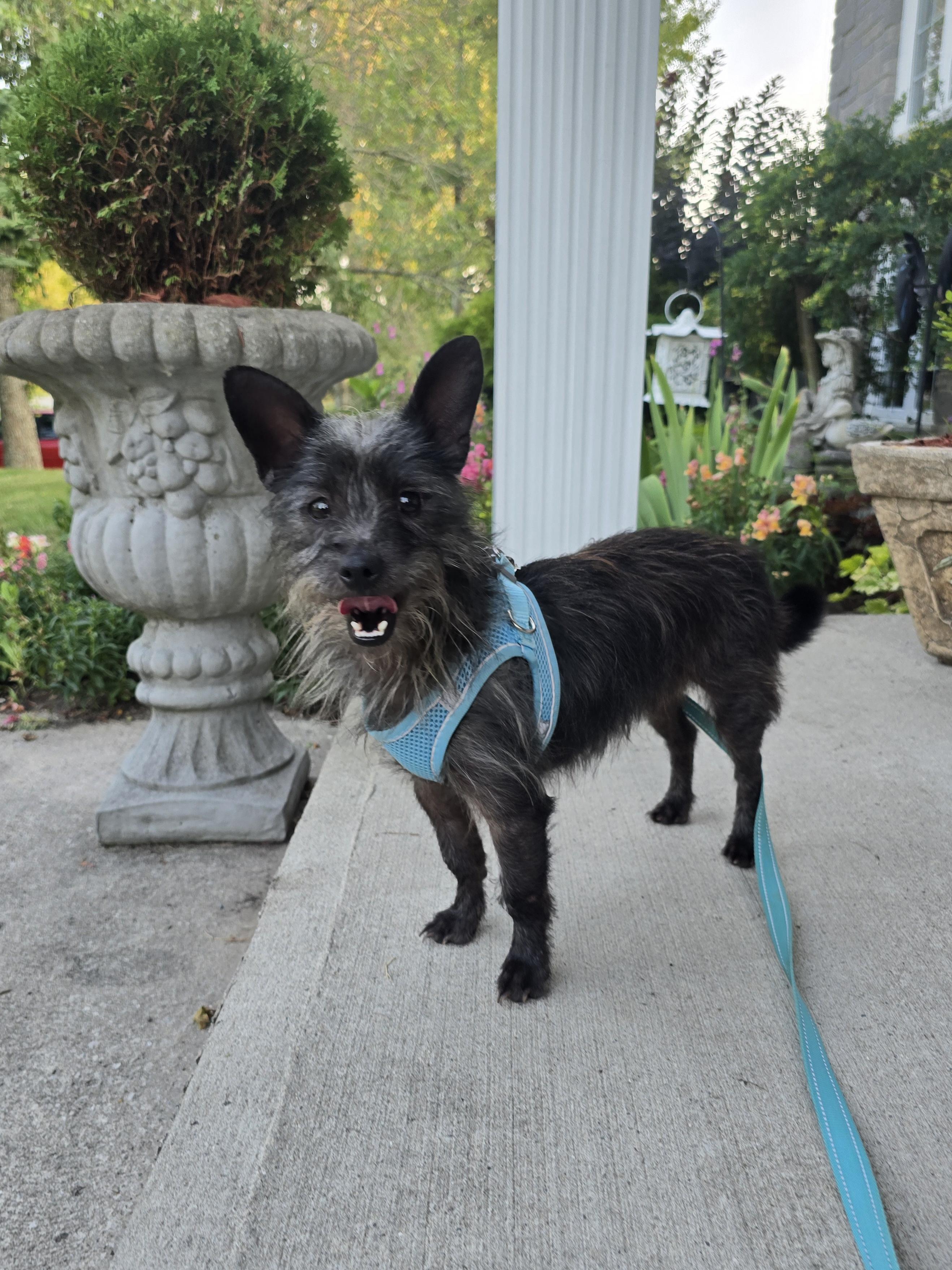 Dog for adoption - Wally Wabbit, a Mixed Breed in Chatsworth, ON ...