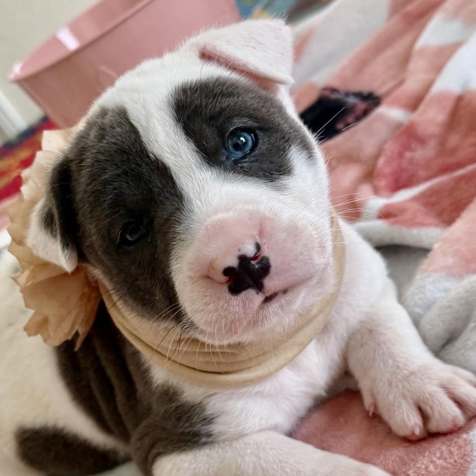 Dog for adoption - Cash - coming soon!, a Pit Bull Terrier Mix in ...