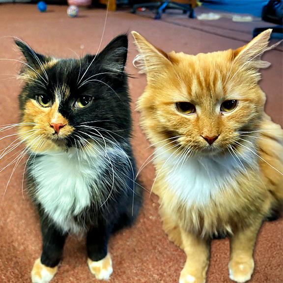 Cat for adoption - Greer&Darcy, a Domestic Medium Hair in Pittsburgh ...