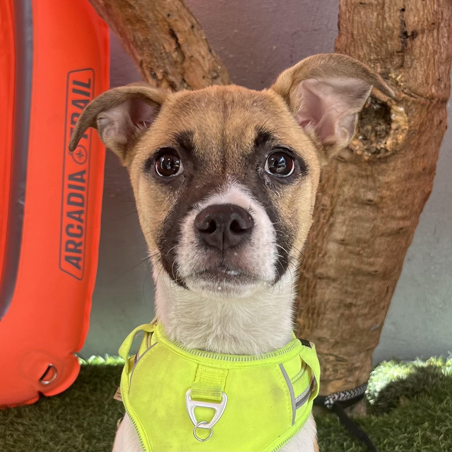 Dog for adoption - Jonas, a Labrador Retriever & Feist Mix in Reno, NV ...