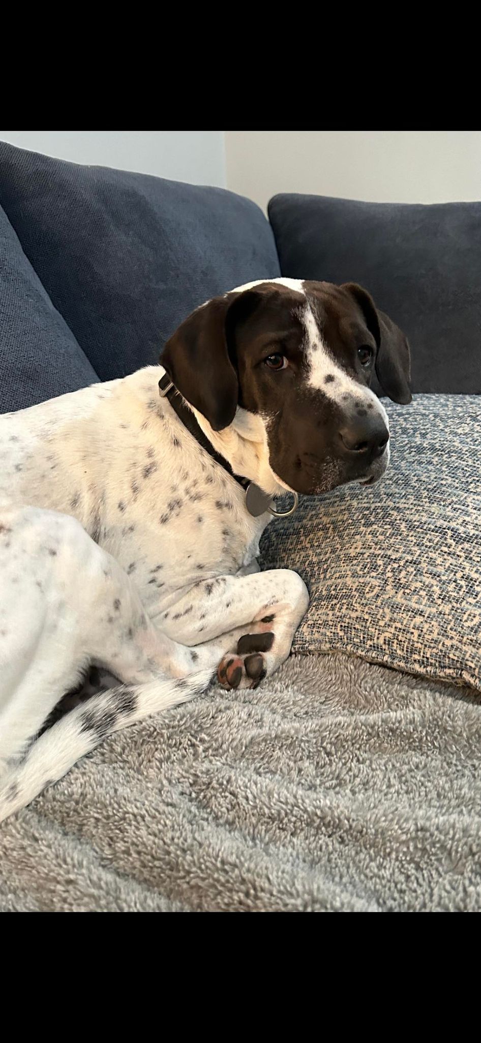 Dog for adoption - Honey Bee, a Pointer & Shar-Pei Mix in Snohomish, WA ...