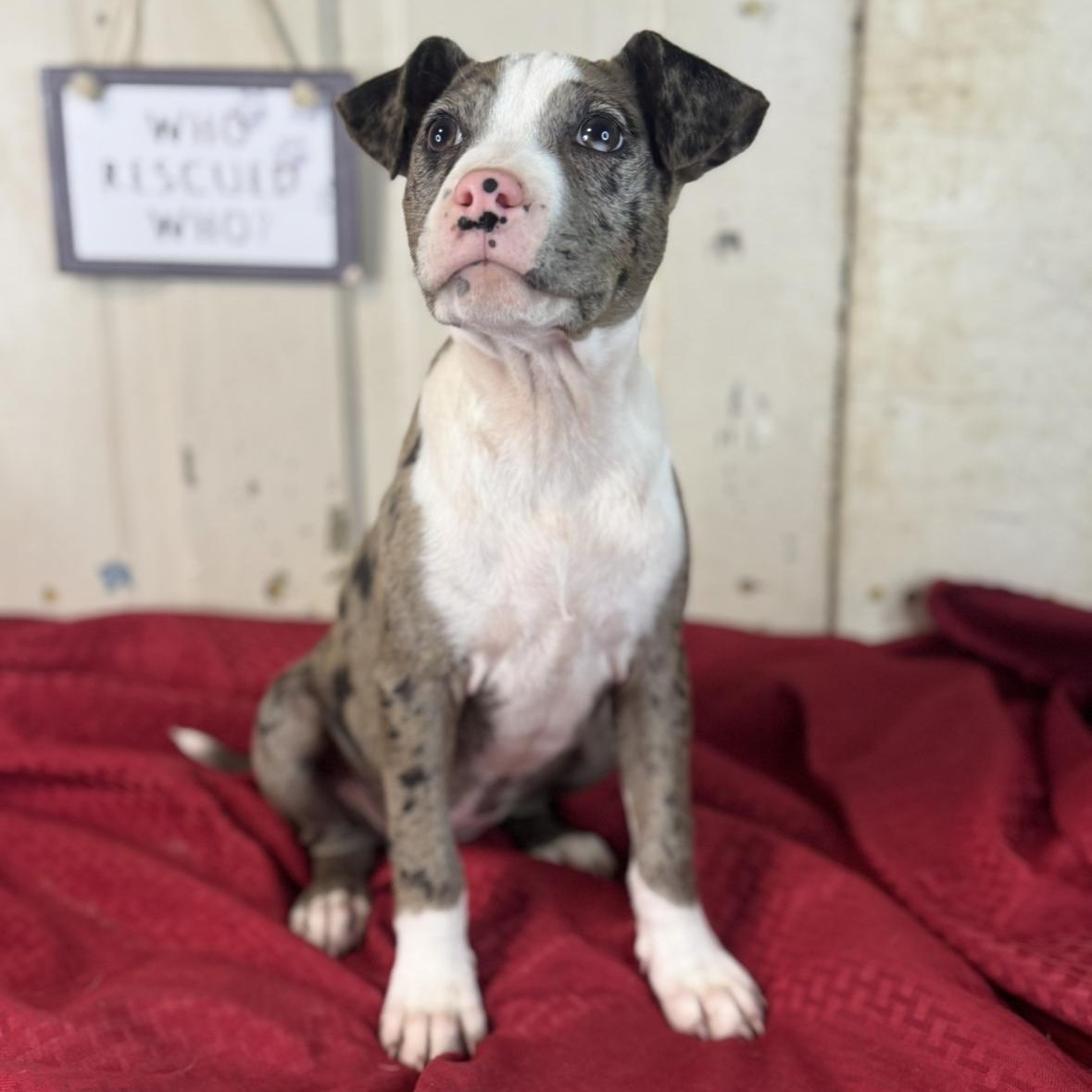 Dog for adoption - Ruby, a Pit Bull Terrier & Catahoula Leopard Dog Mix ...