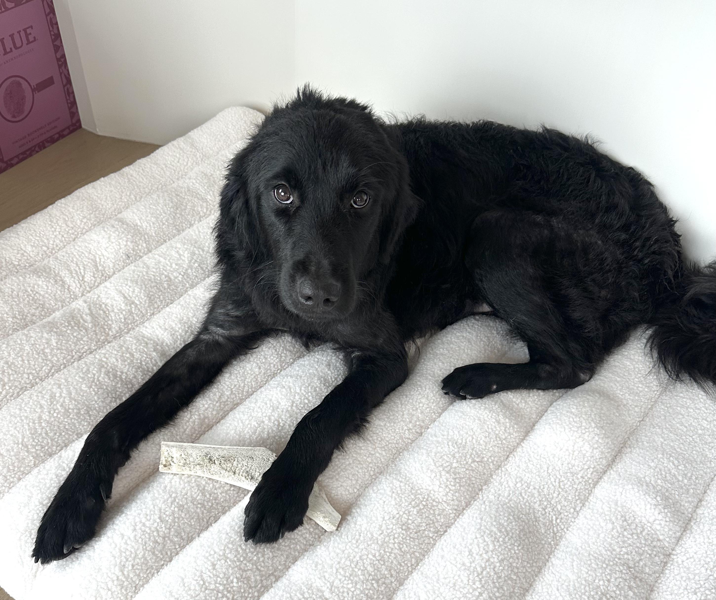 Dog for adoption - Goose, a Flat-Coated Retriever in Brooklyn, NY ...