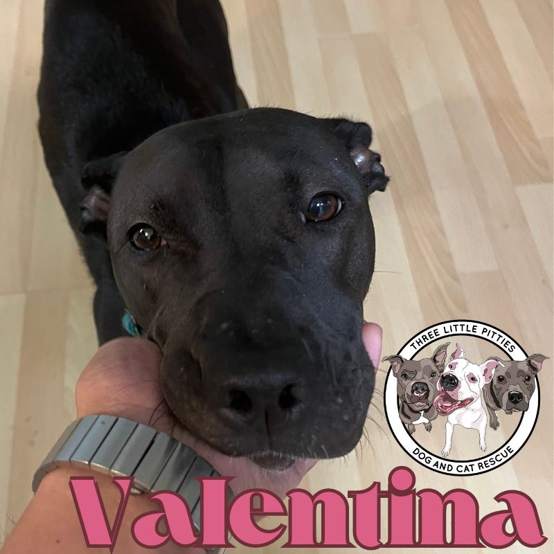 Dog for adoption - Miss Valentina Venus, a Black Labrador Retriever ...