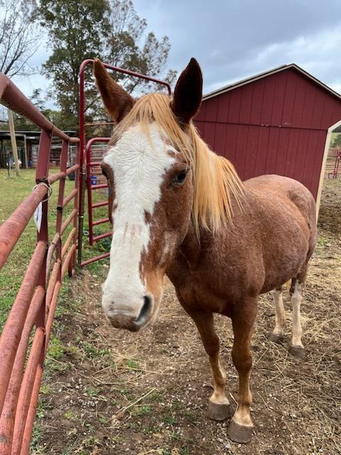 Horse for adoption - Miss, a Quarterhorse in Hardy, VA | Petfinder