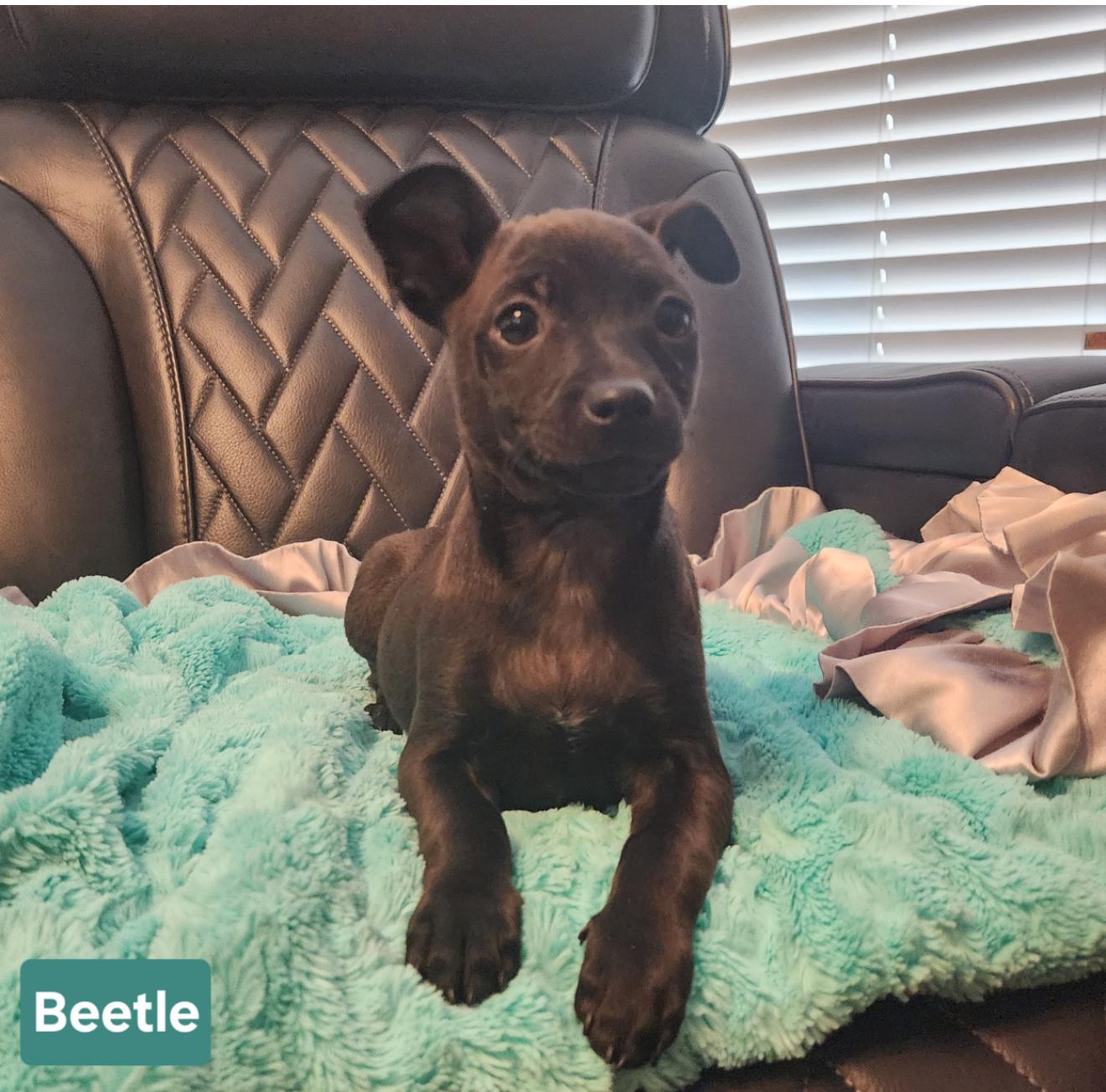 Dog for adoption - Junebug, a Chihuahua in Houston, TX | Petfinder