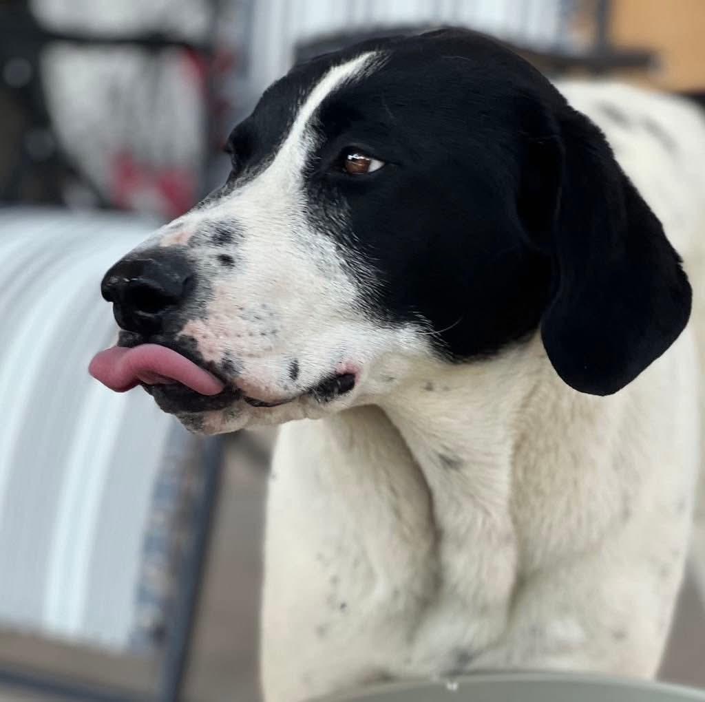 Dog for adoption - Oakley, an English Pointer & Labrador Retriever Mix ...