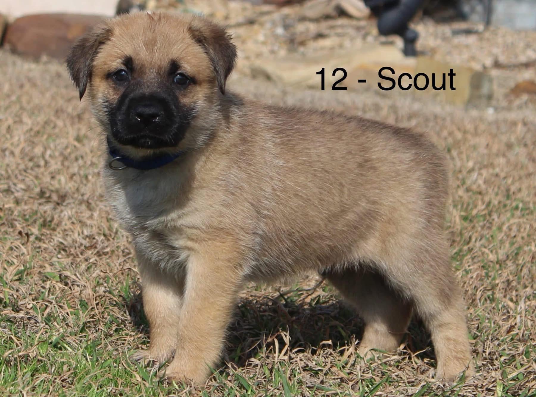 Dog for adoption - Scout, a Labrador Retriever Mix in Elkton, MD ...