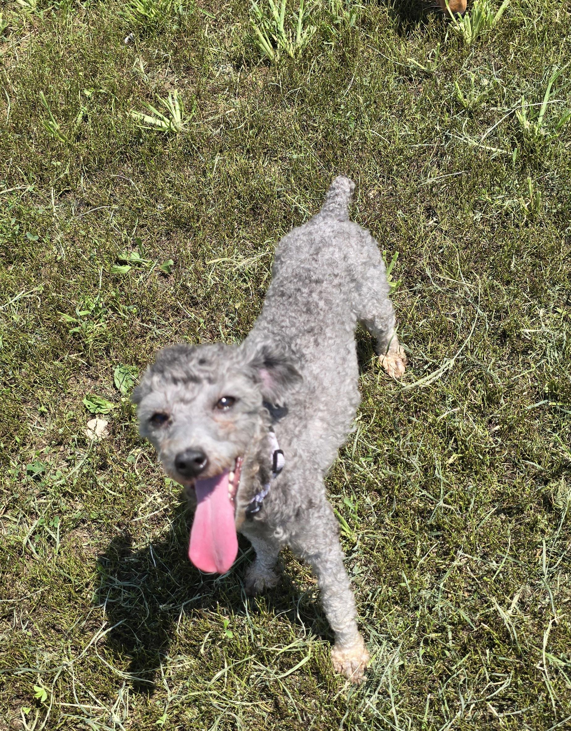 Dog for adoption - Libby, a Poodle Mix in Terre Haute, IN | Petfinder
