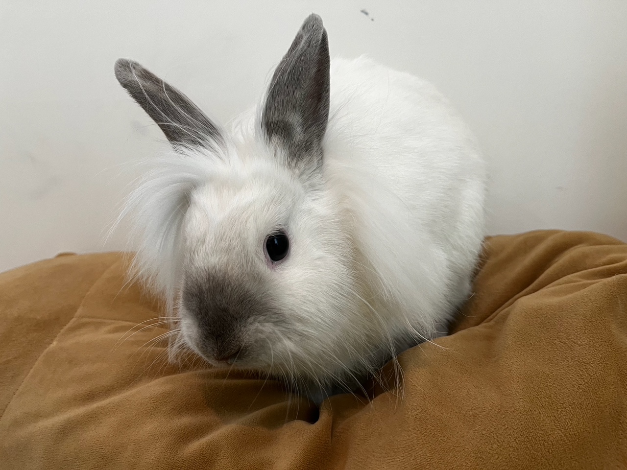 Rabbit for adoption - Fiddler, a Lionhead in Los Angeles, CA | Petfinder