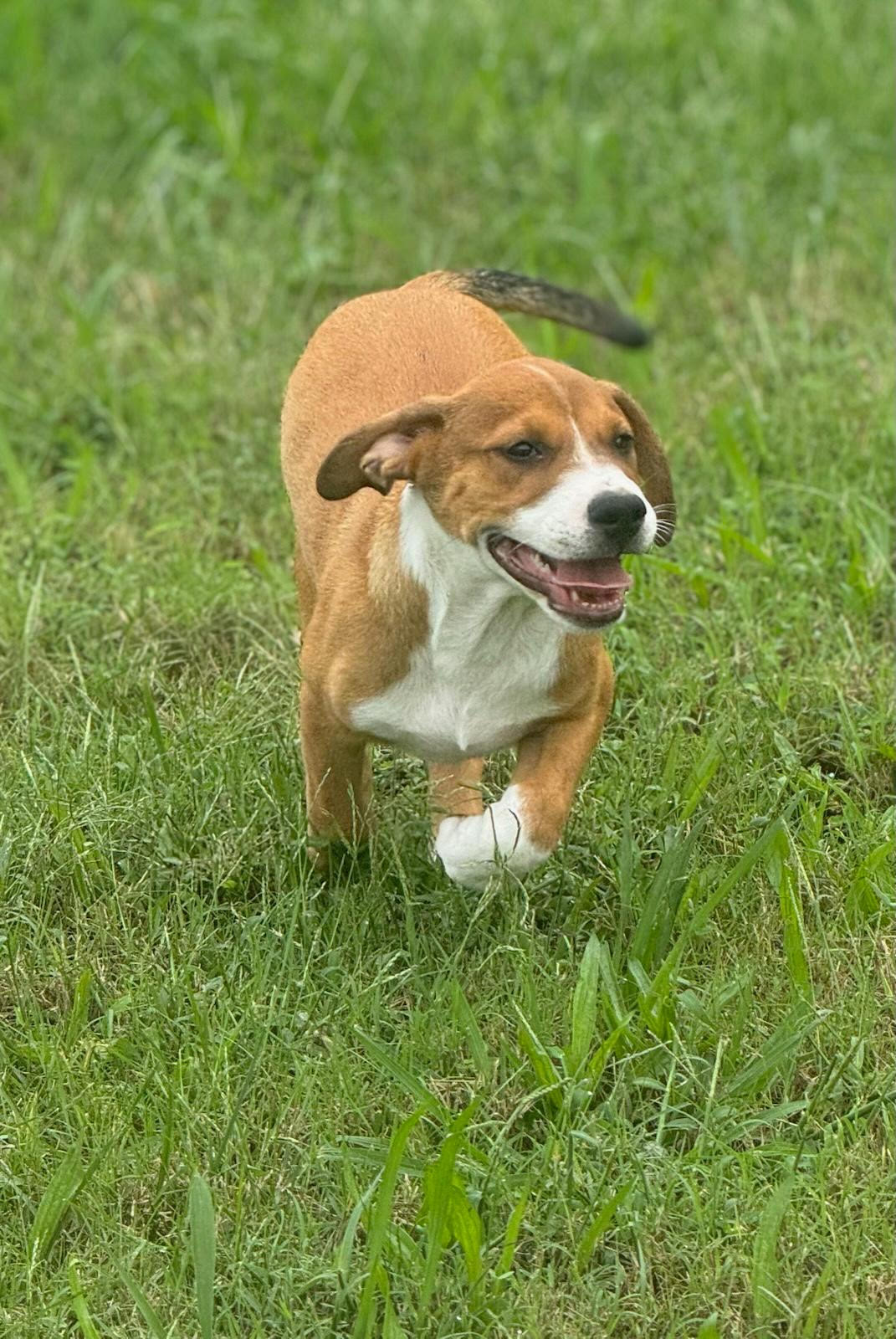 Dog for adoption - Captain, a Labrador Retriever & Pit Bull Terrier Mix ...