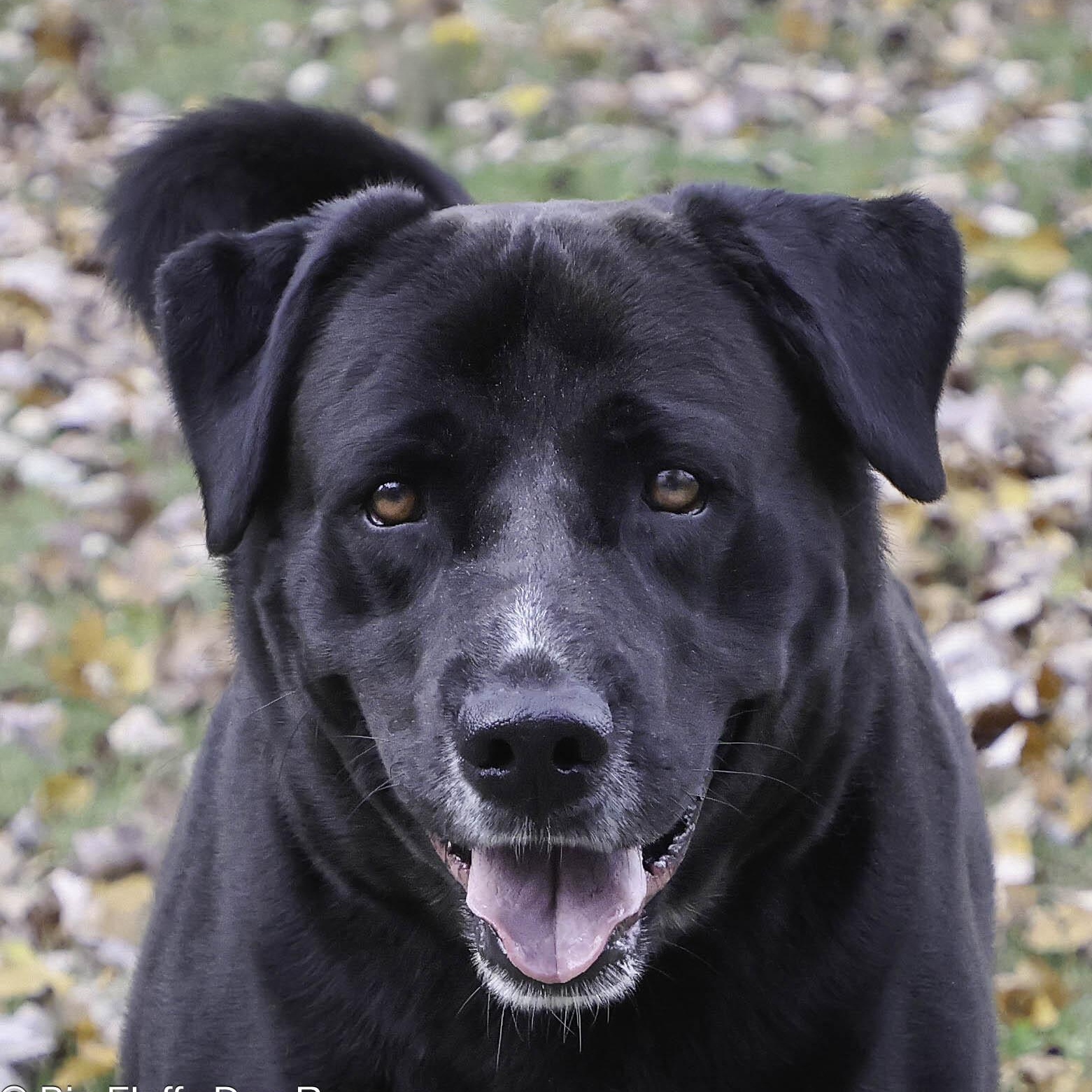 Dog for adoption - Jorgen, a Black Labrador Retriever Mix in Inwood, WV ...
