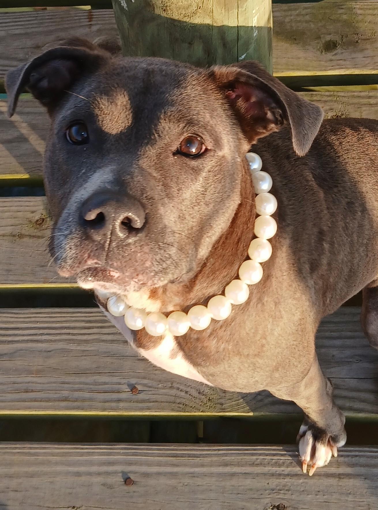 Dog for adoption - Sandy Good Girl, an American Staffordshire Terrier ...