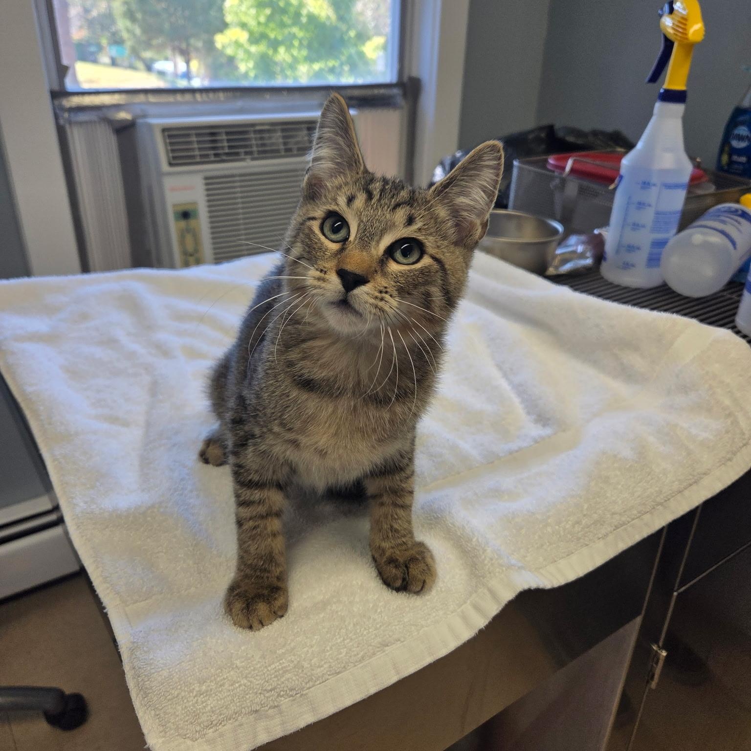 Available Cats for Adoption | Scruffy Paws Animal Rescue RI