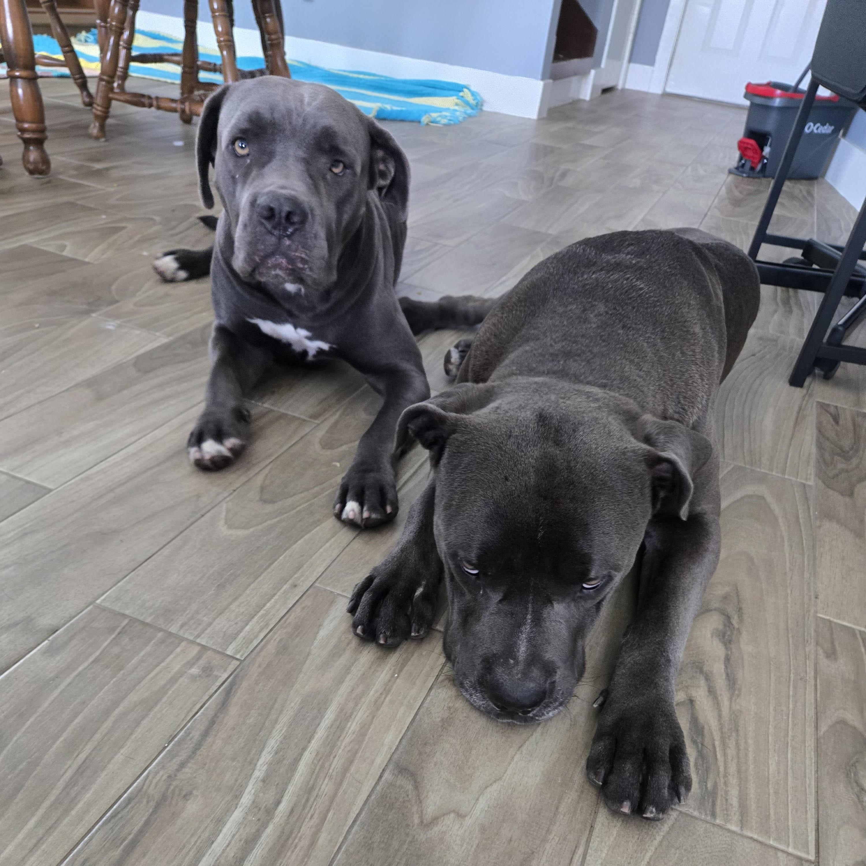 Dog for adoption - Rane and Sunny, a Cane Corso Mix in Queen Creek, AZ ...