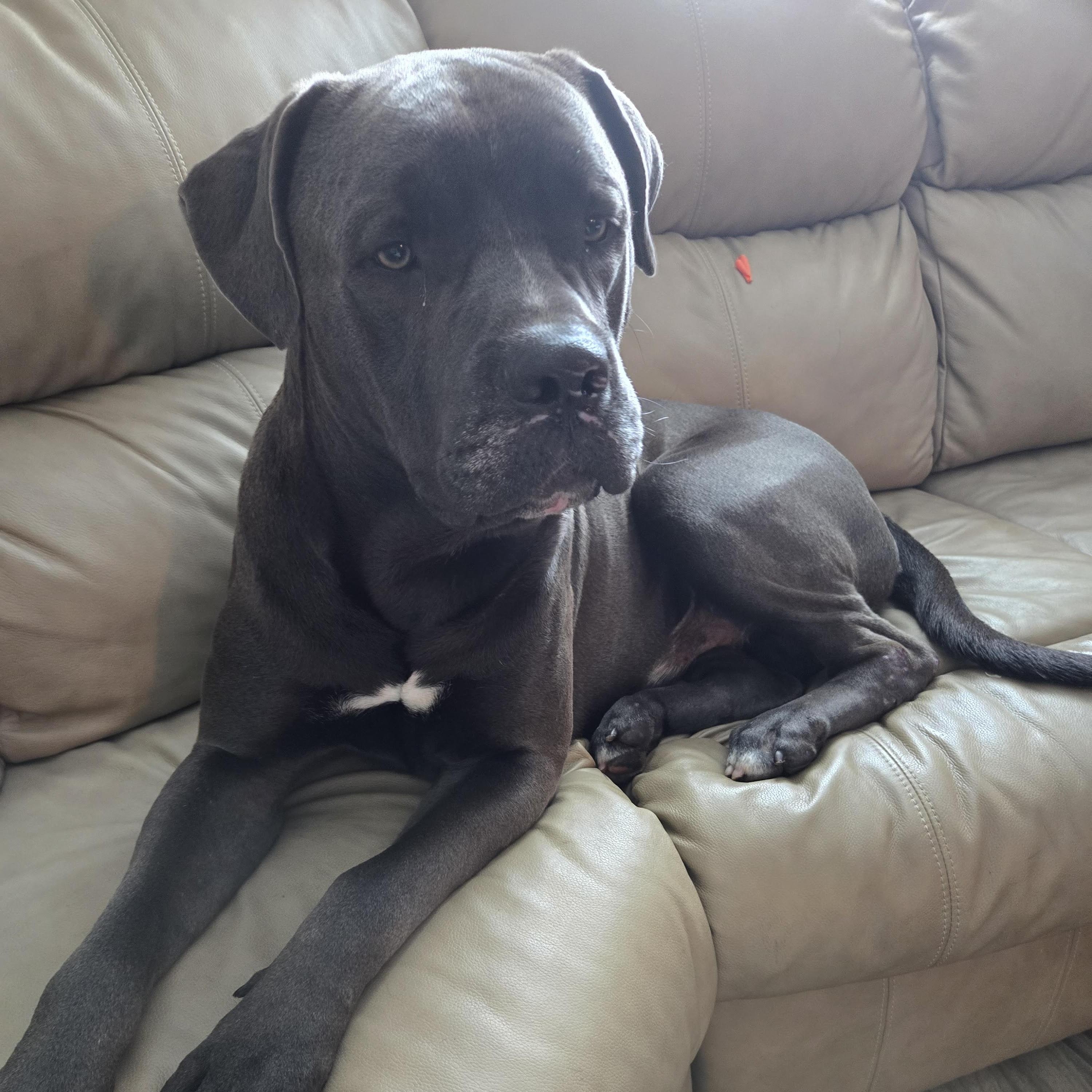 Dog for adoption - Rane and Sunny, a Cane Corso Mix in Queen Creek, AZ ...