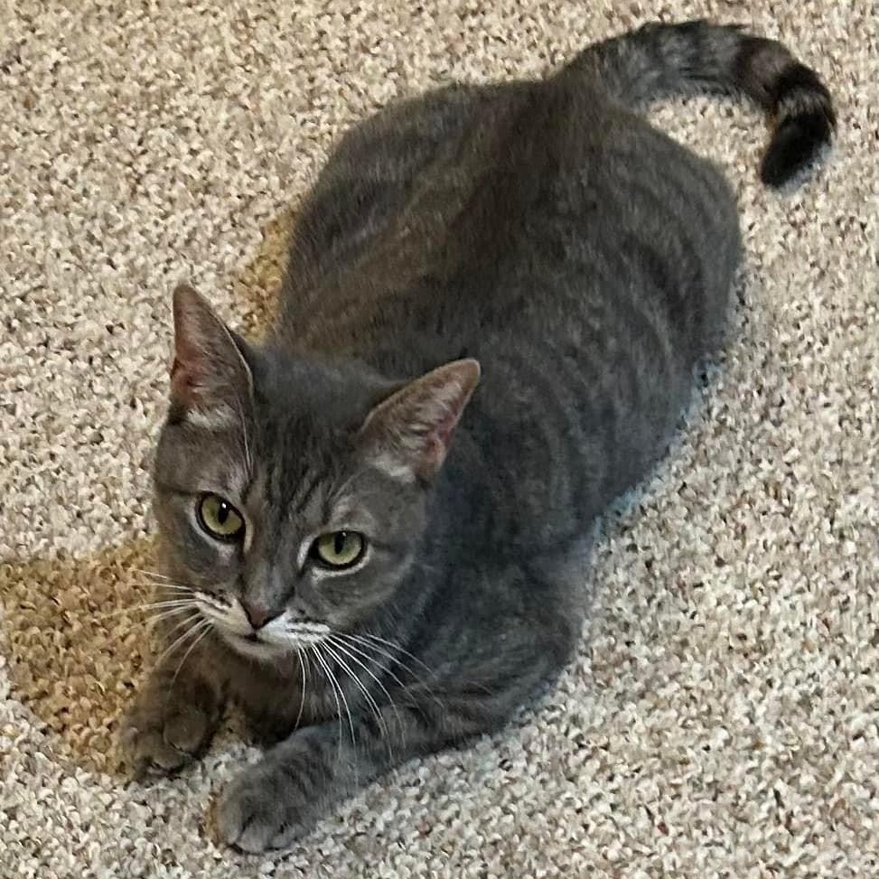 Cat for adoption - Miss Daisy, a Domestic Short Hair & Tabby Mix in ...