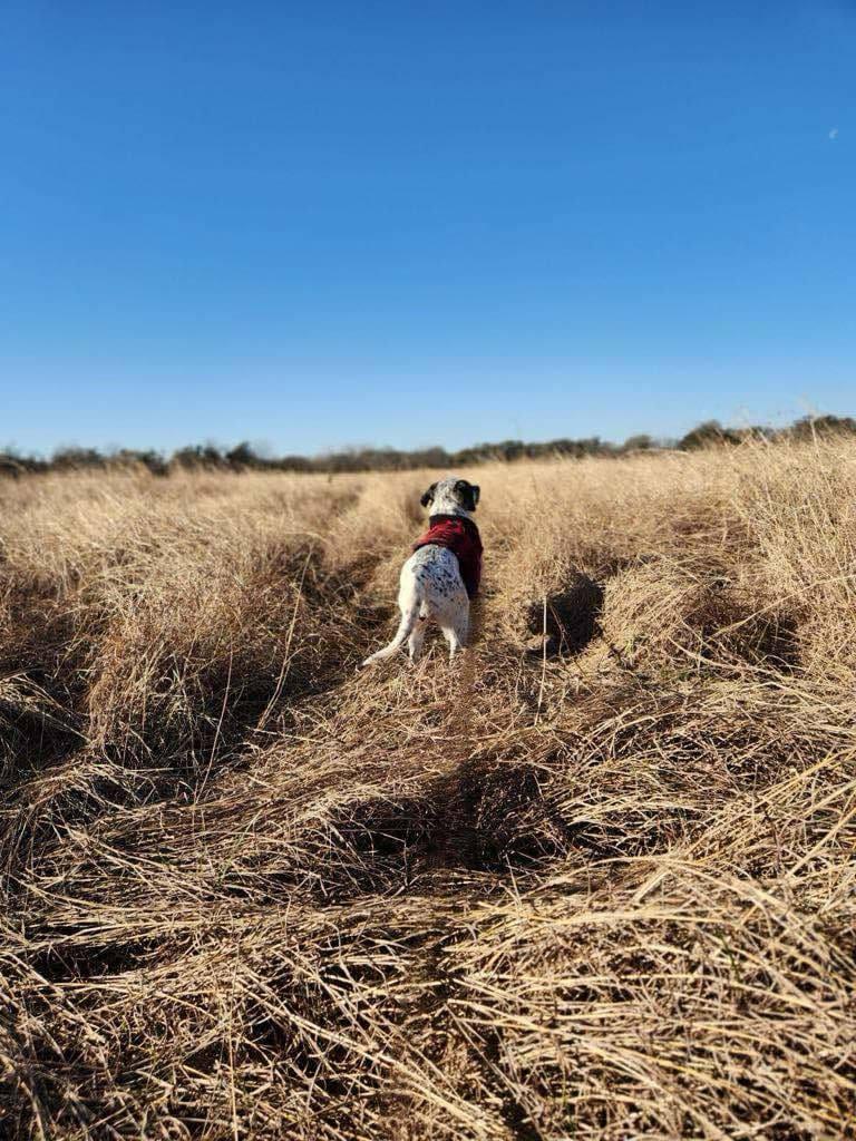 Dog for adoption - Lucy, a Cattle Dog & Australian Cattle Dog / Blue ...