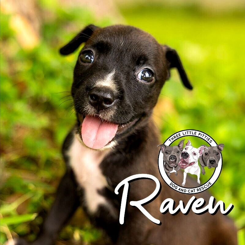 Dog for adoption - Raven Bethea, a Pit Bull Terrier & Labrador ...