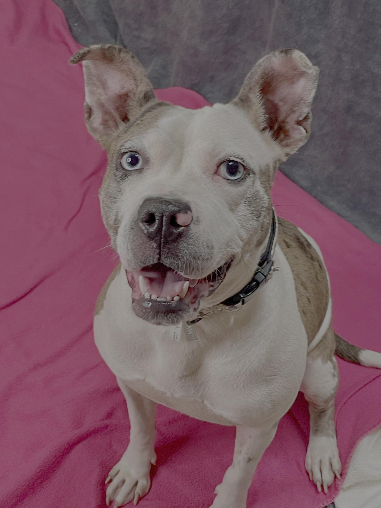 Available Dogs - The A.R.K - Animal Recycling Kennel