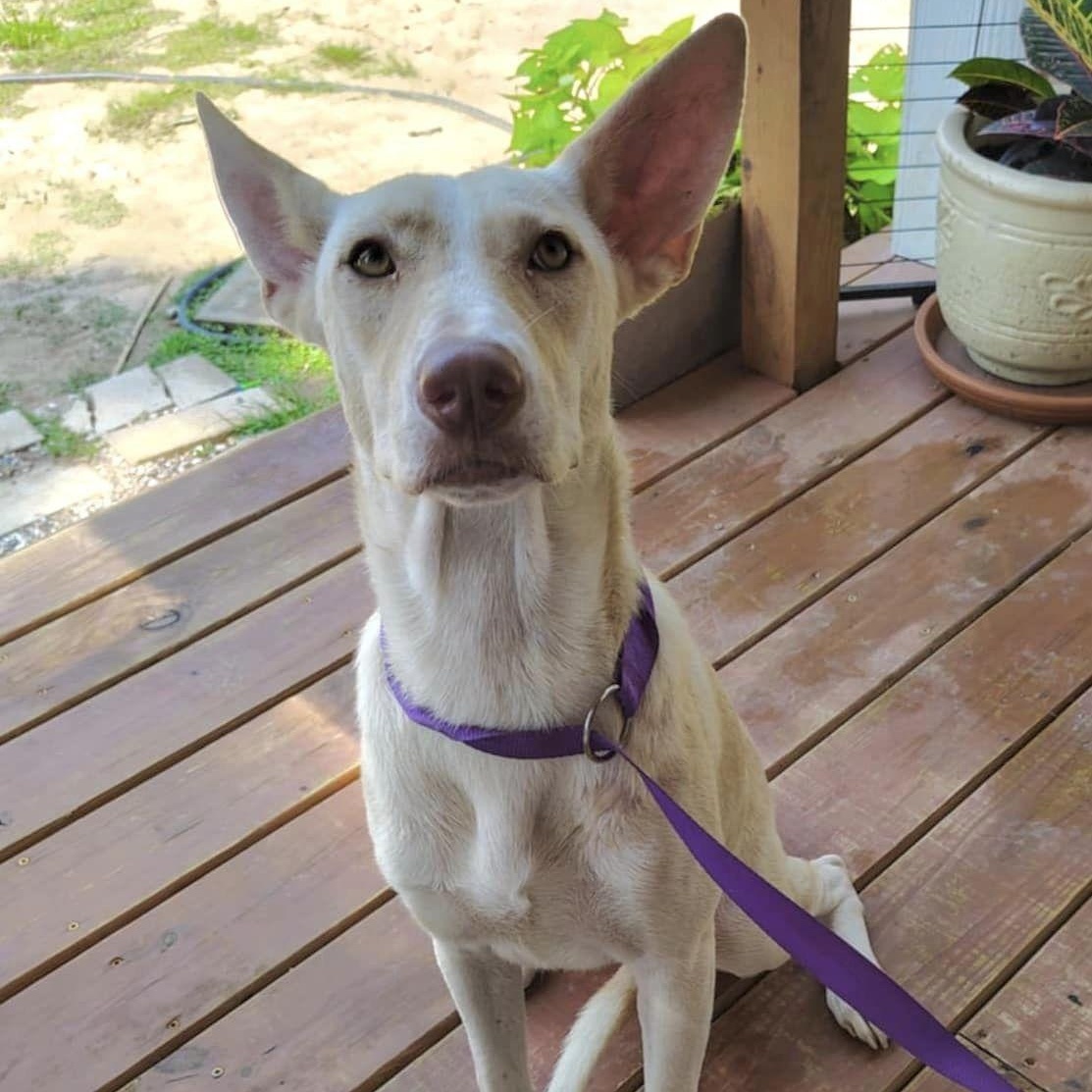 Dog for adoption - Donna, a Carolina Dog in Clive, IA | Petfinder