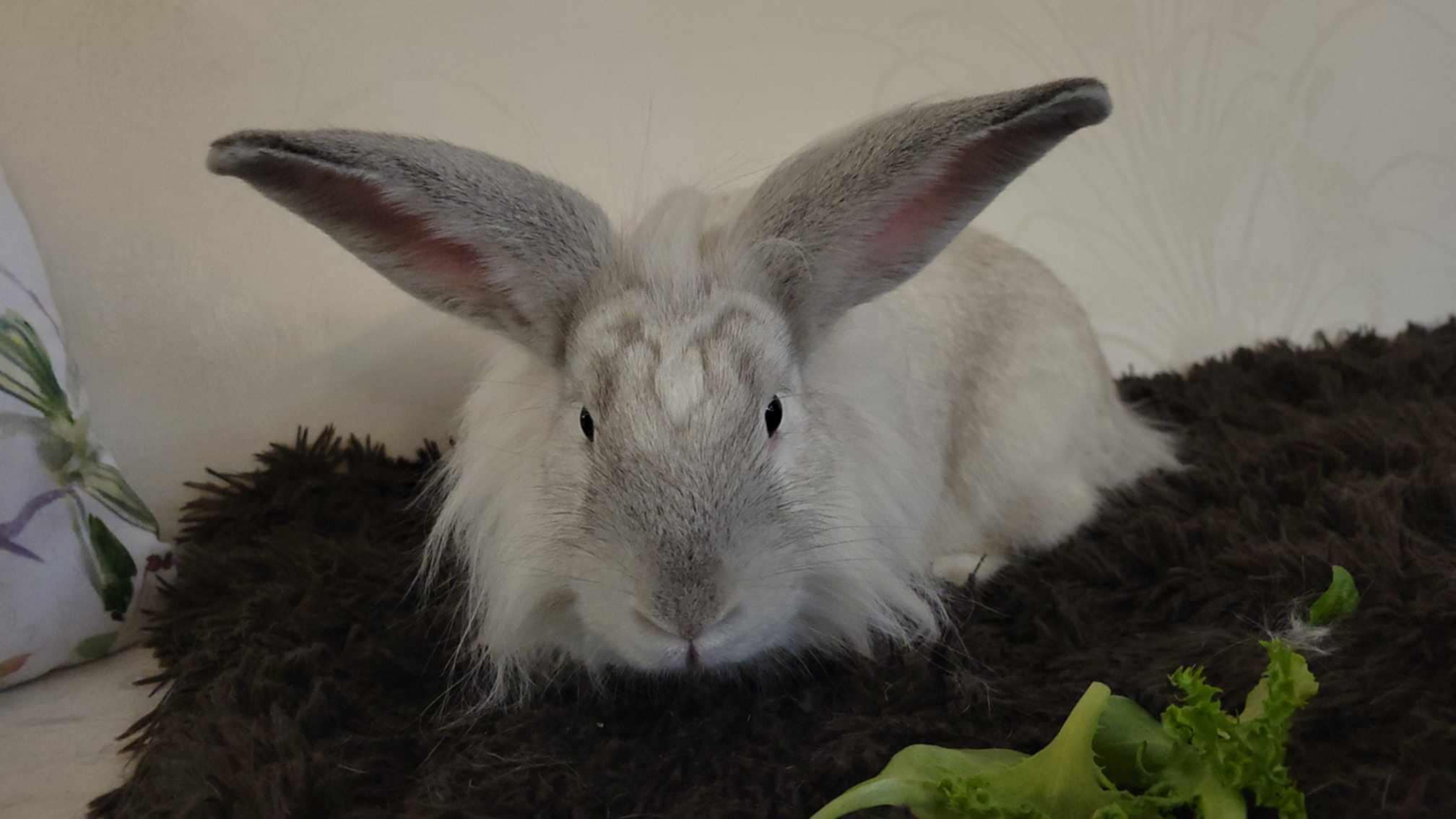 Rabbit for adoption - Chinook, a Lionhead in Windsor, ON | Petfinder