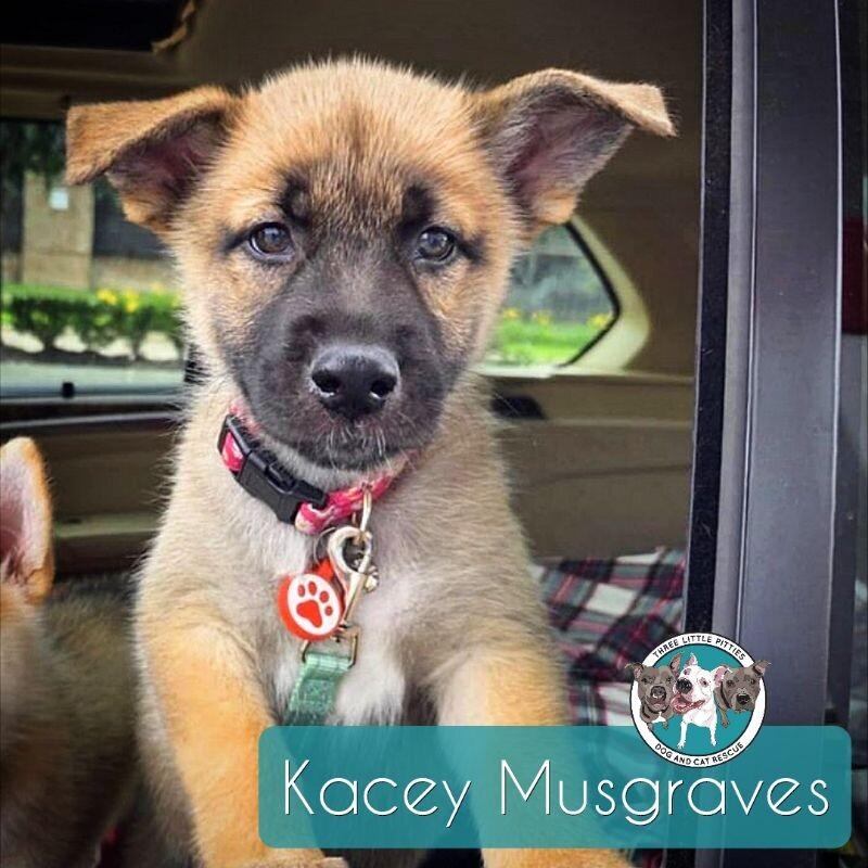 Dog for adoption - Kacey Musgraves Rodeo, a German Shepherd Dog & Labrador Retriever Mix in ...