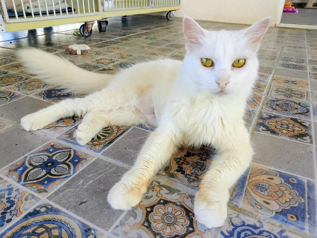 Cat for adoption - Nieve, a Turkish Angora in Surrey, BC | Petfinder