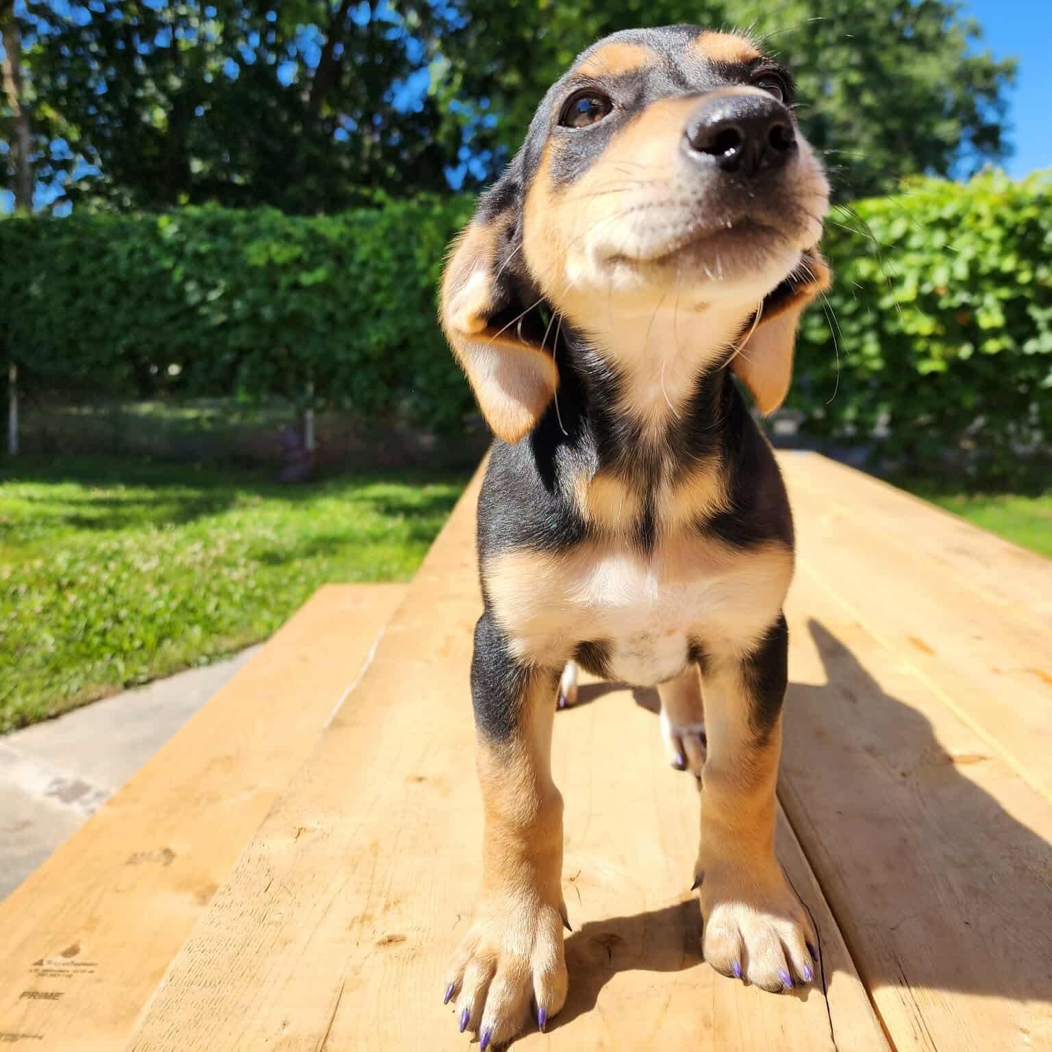 Dog for adoption - Shelly, a Rat Terrier & Dachshund Mix in Rochester ...