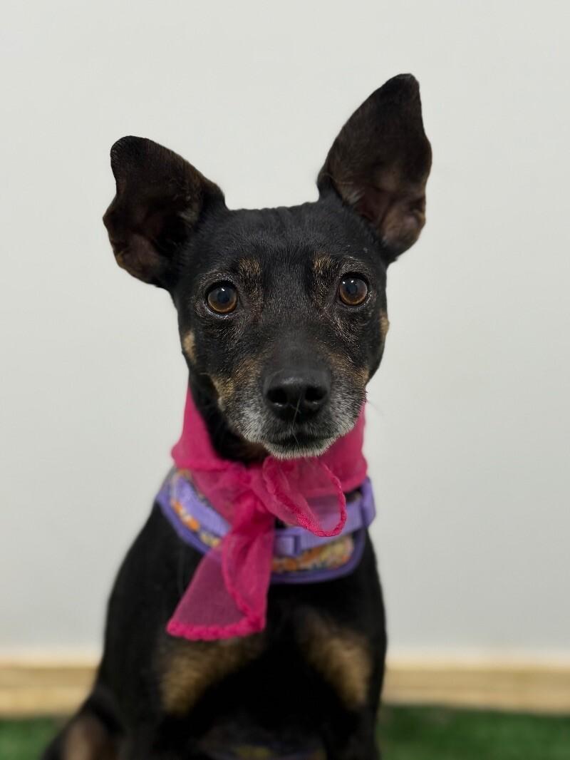 Dog for adoption - Dora, a Chihuahua & Miniature Pinscher Mix in ...