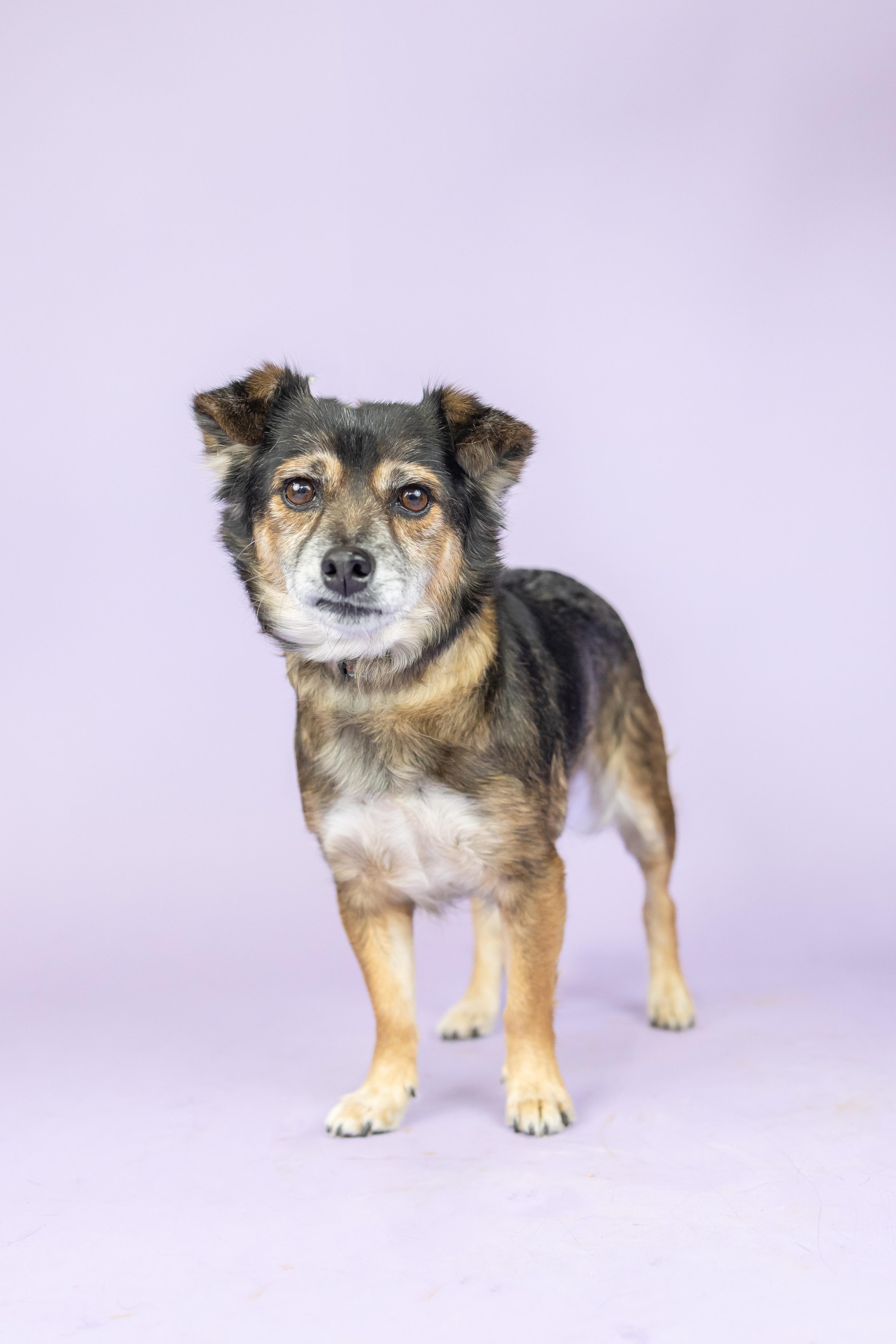 Dog for adoption - Chacha, a Mixed Breed in Portland, OR | Petfinder