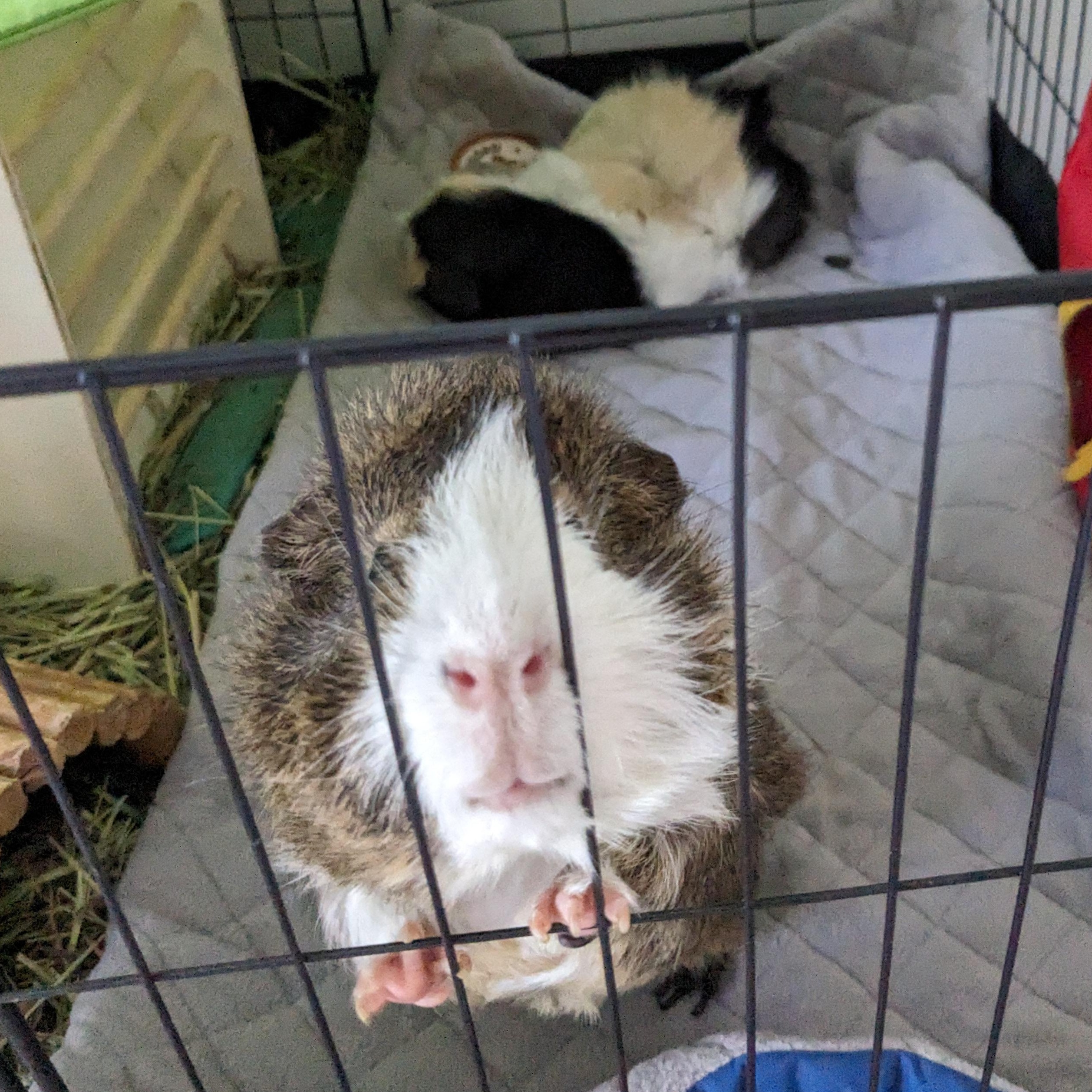 Guinea Pig for adoption - Bert (Bonded with Gus), a Short-Haired in ...