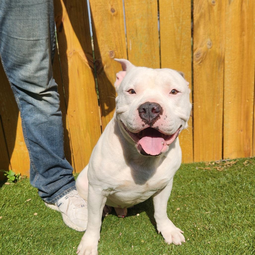 Dog for adoption - Atticus JuM, a Staffordshire Bull Terrier Mix in ...