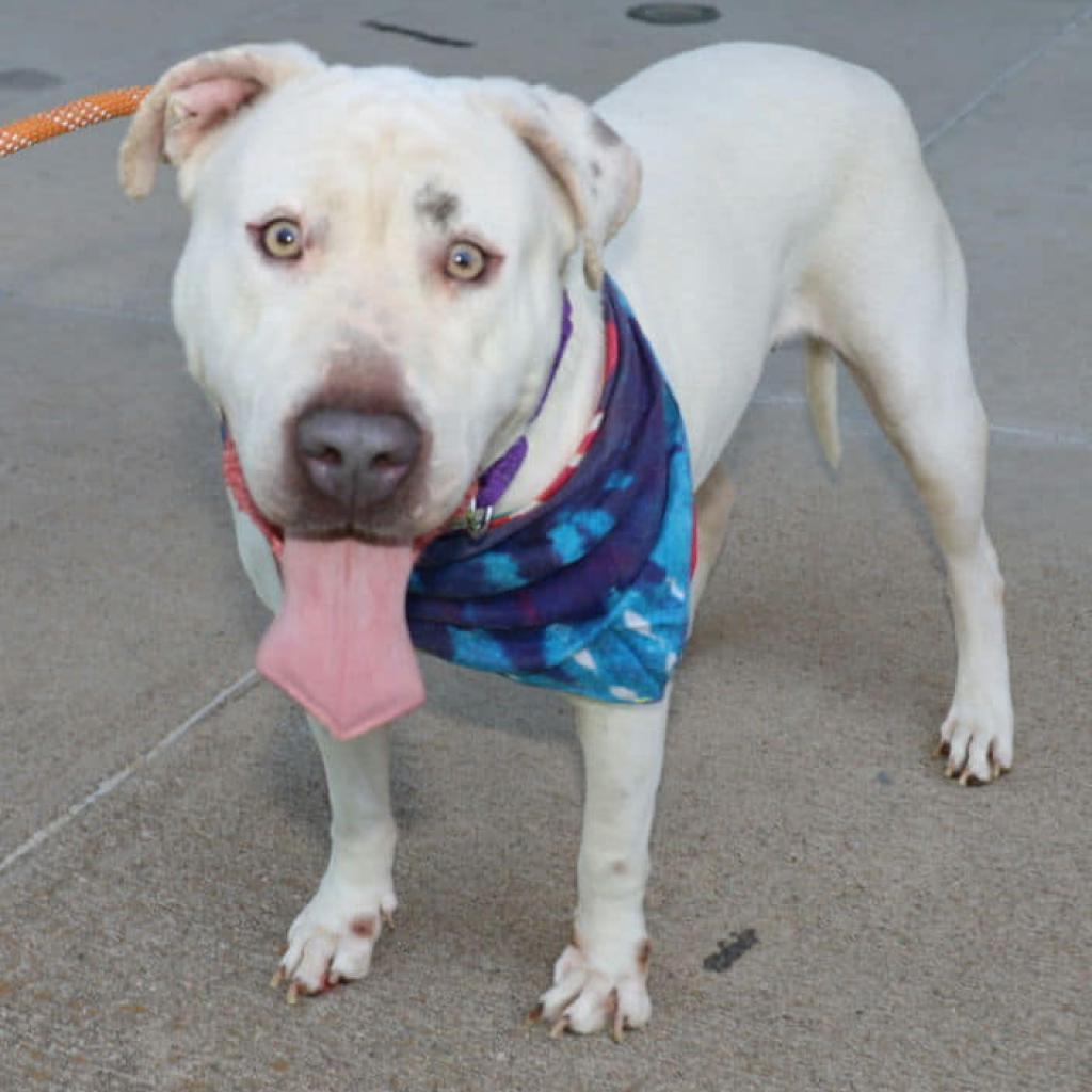 Dog for adoption - Alba VM*, a Pit Bull Terrier & Shar-Pei Mix in ...