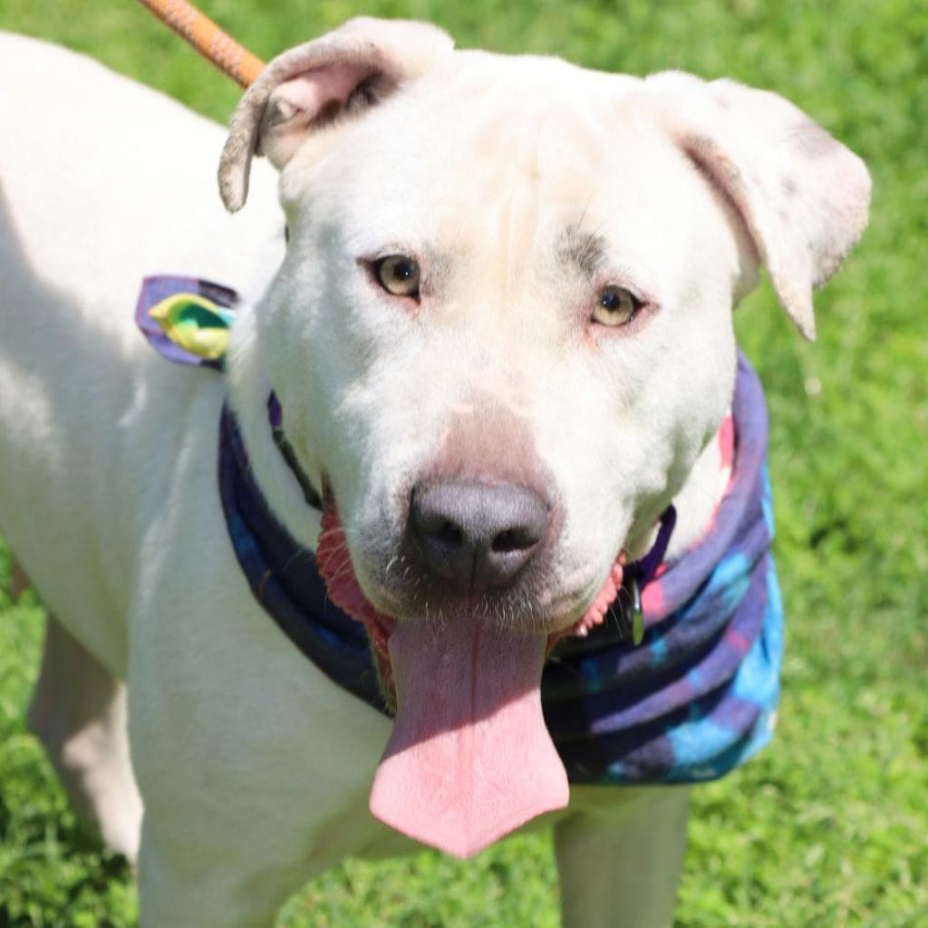 Dog for adoption - Alba VM*, a Pit Bull Terrier & Shar-Pei Mix in ...